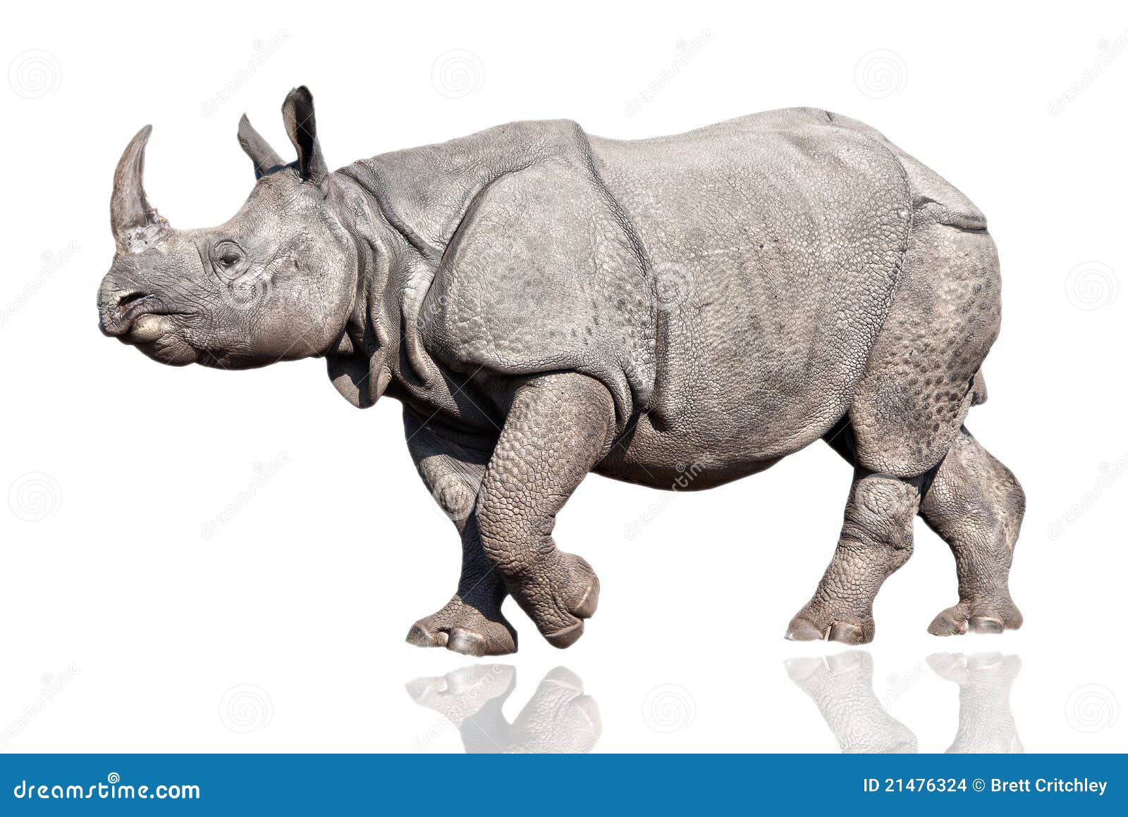 Nashorn stockfoto. Bild von hintergrund, gehörnt, erwachsener - 21476324