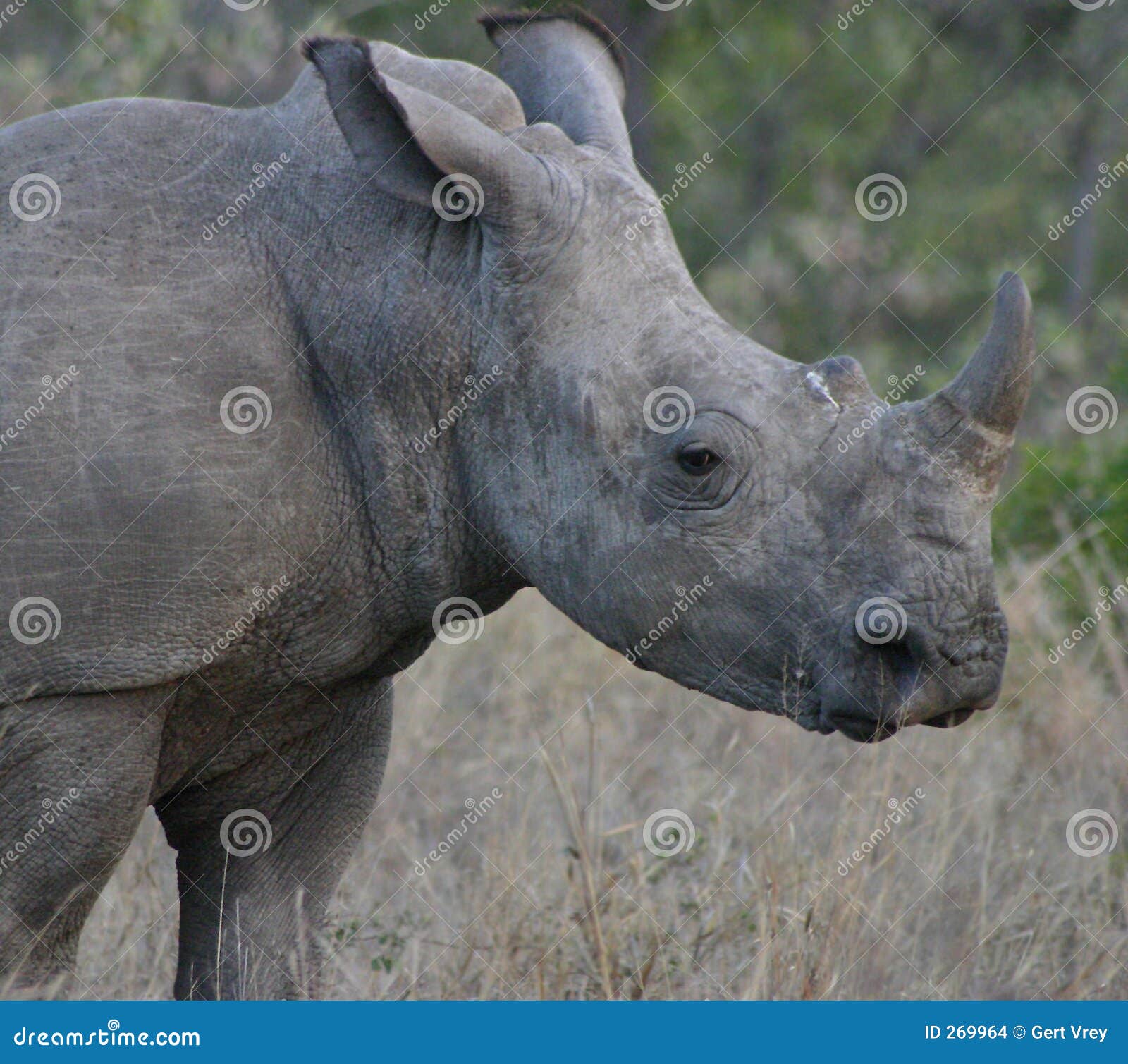 Nashorn Bild. Bild: 269964