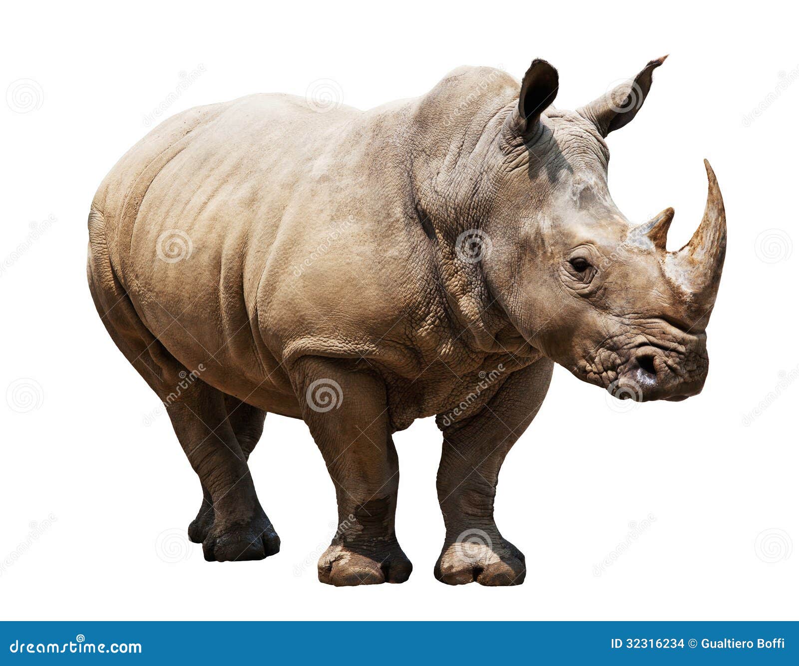 Nashorn Auf Weißem Hintergrund Stockfoto - Bild von hupe, tier: 32316234