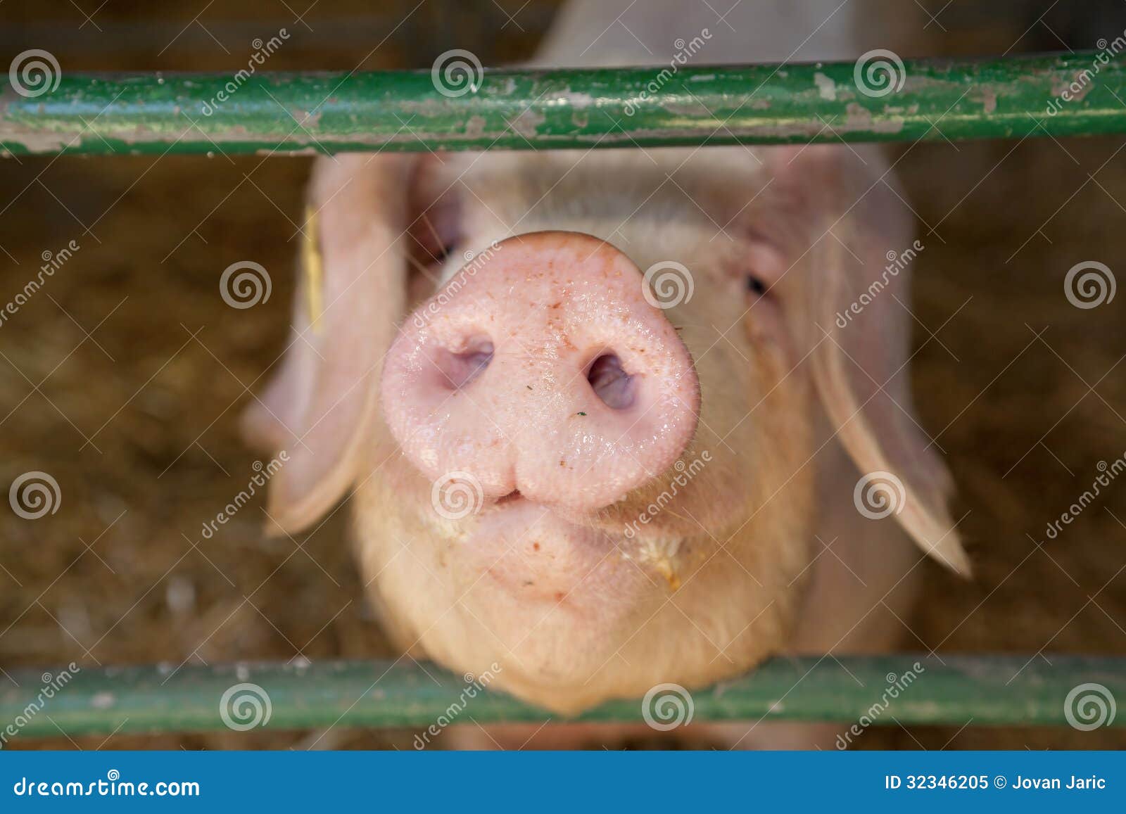 Naso dei maiali immagine stock. Immagine di serbia, balcani - 32346205