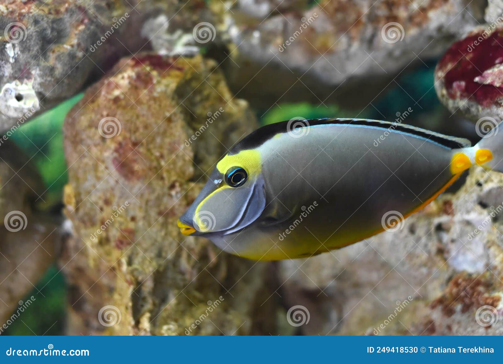 Naso Tang Fish in Aquarium Closeup Stock Photo - Image of south, china ...