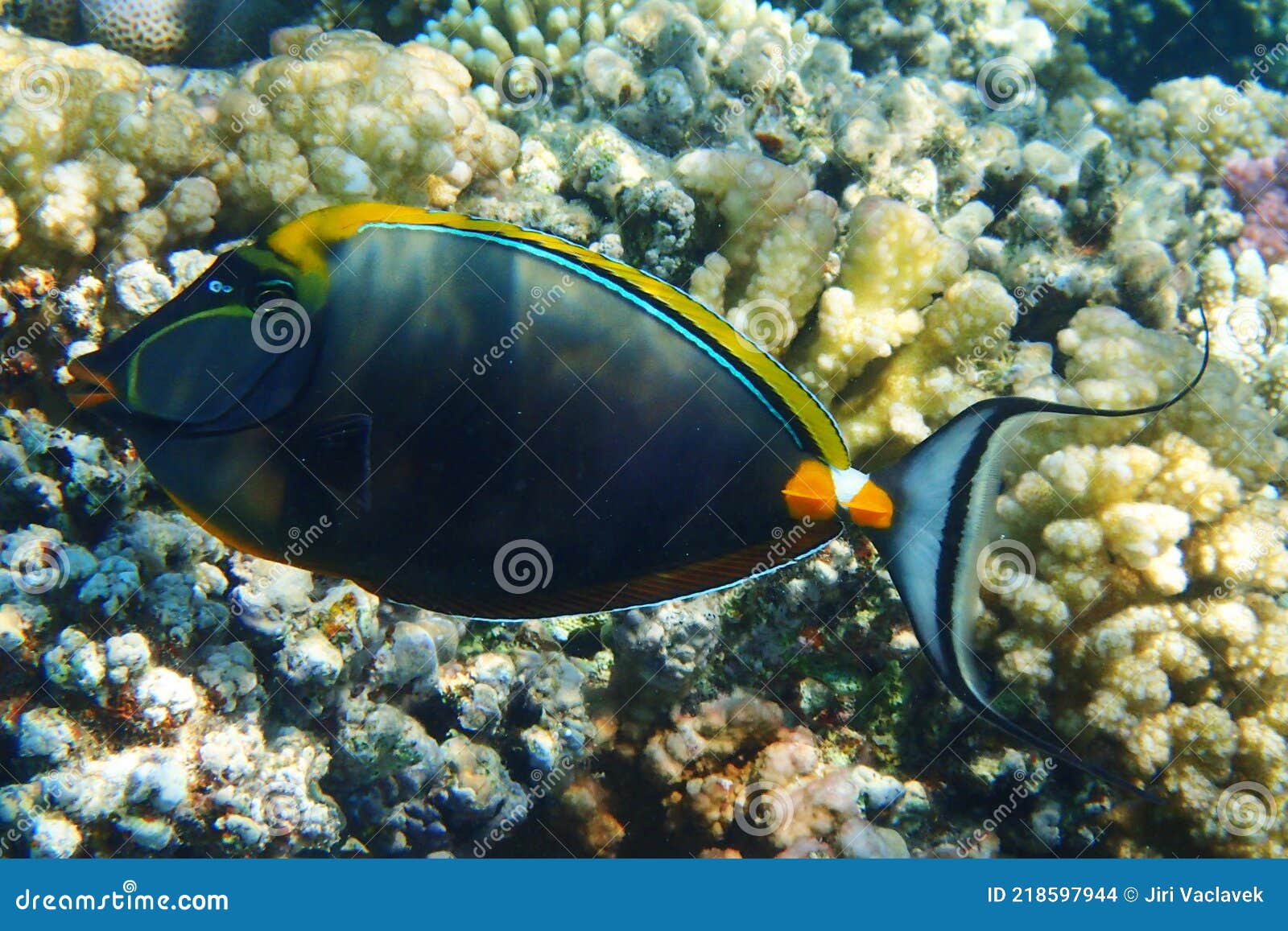 Naso Tang Naso Lituratus Fish Stock Photo - Image of animal ...