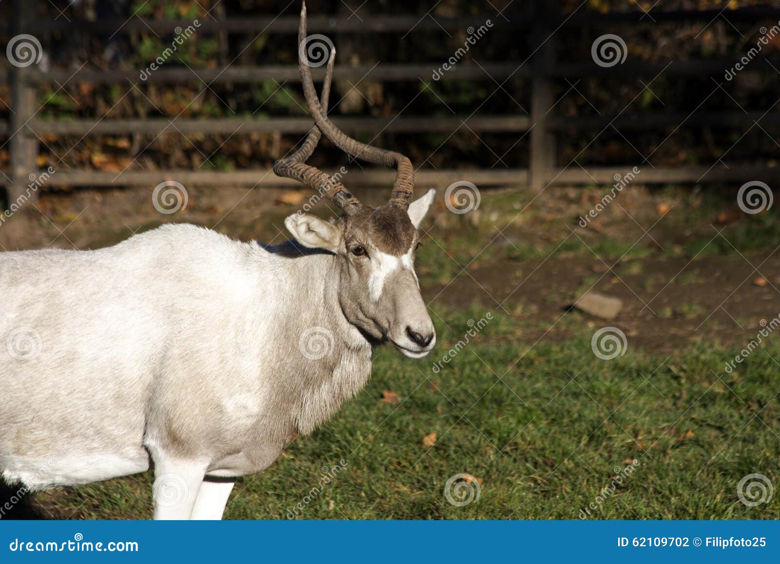 Nasomaculatus Del Addax De Adax Foto de archivo - Imagen de longitud, completo: 62109702