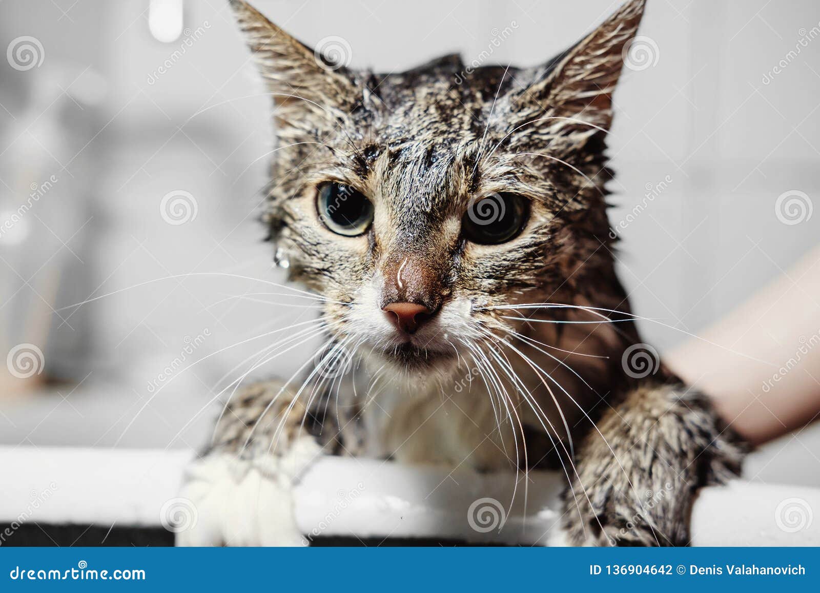 Nass Saubere Katze Im Badezimmer Stockfoto - Bild von baden, haarig ...