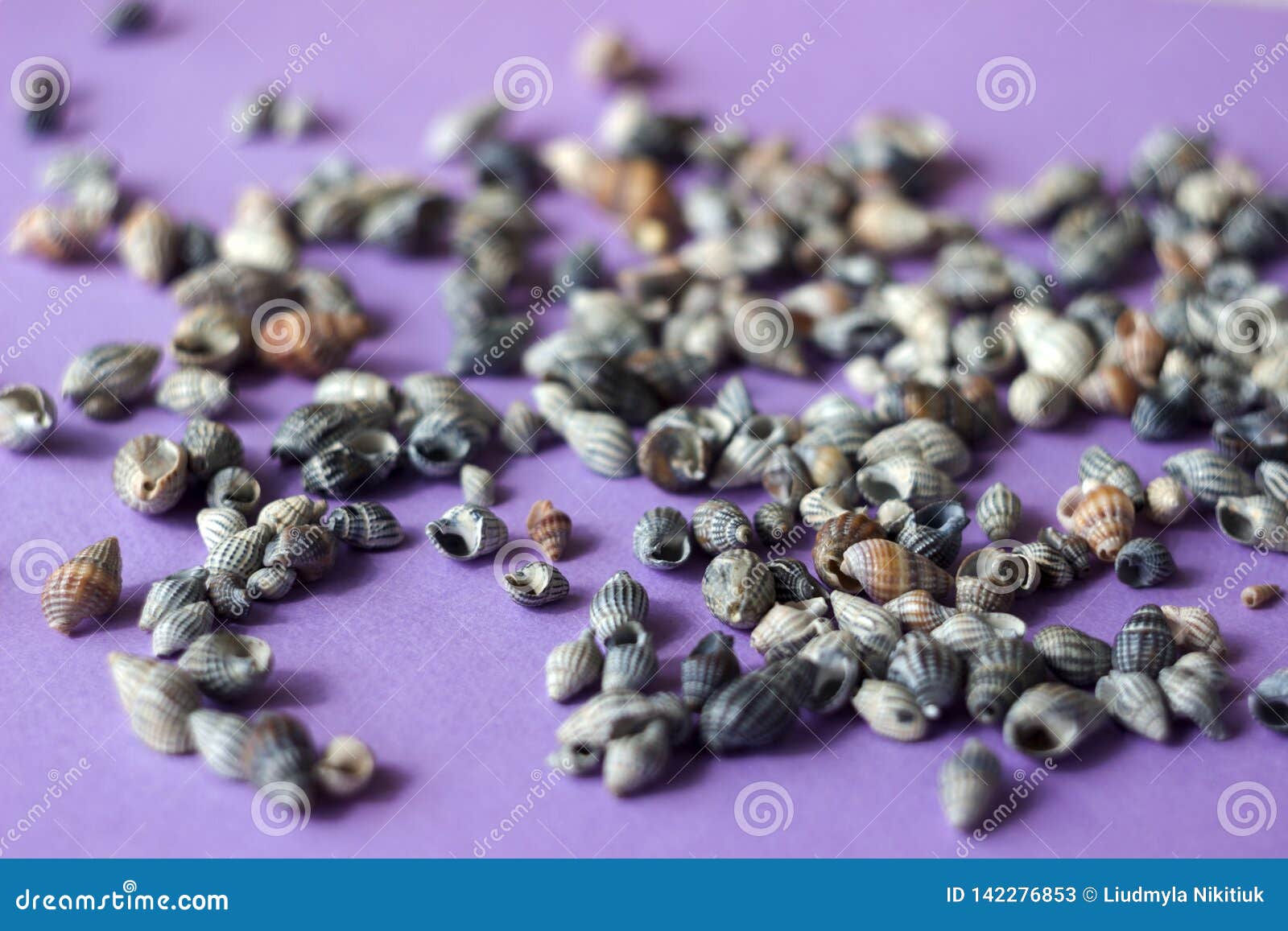 Nassa Reticulata - Shellfish, Seashells, Sea Background Stock Photo ...