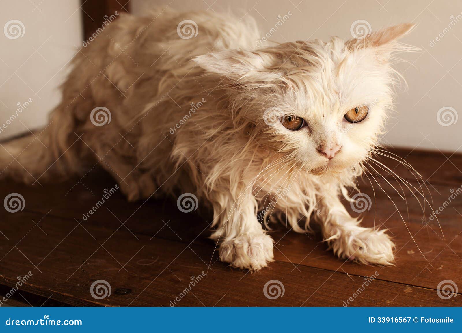 Nasse Katze stockbild. Bild von miserabel, urkomisch - 33916567