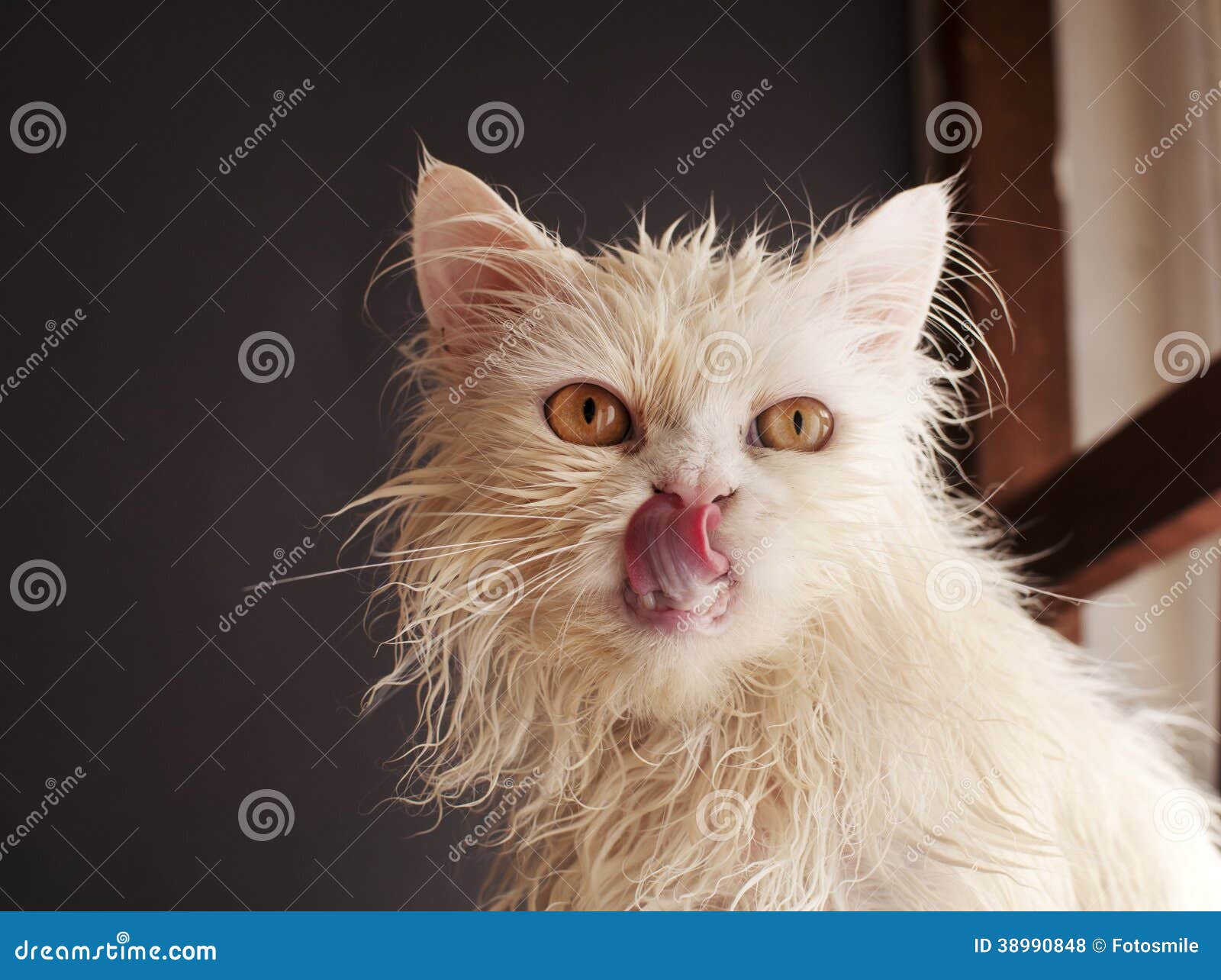 Nasse Katze stockfoto. Bild von miserabel, haustier, stimmung - 38990848