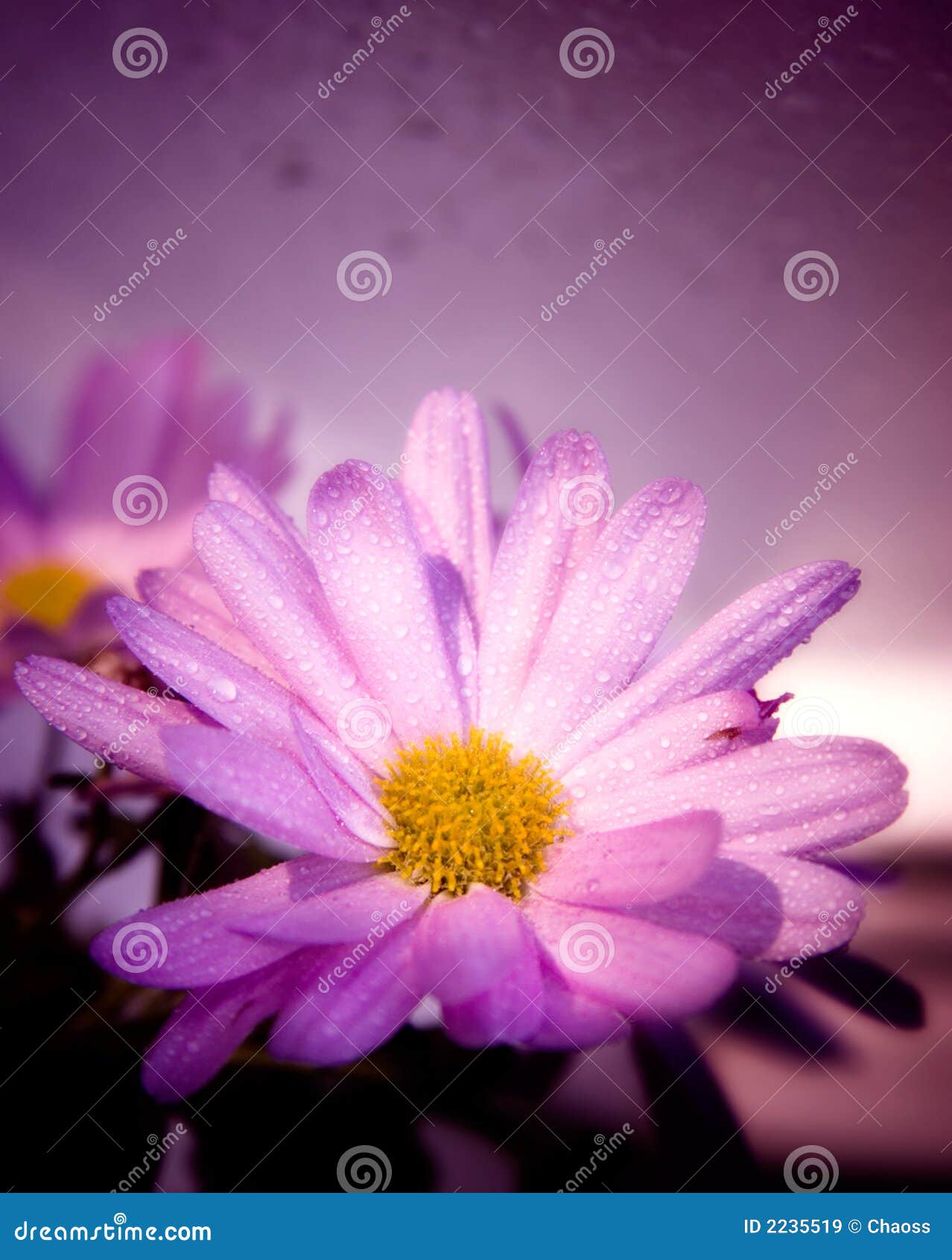 Nasse violette Blume stockbild. Bild von blumen, blüte - 2235519