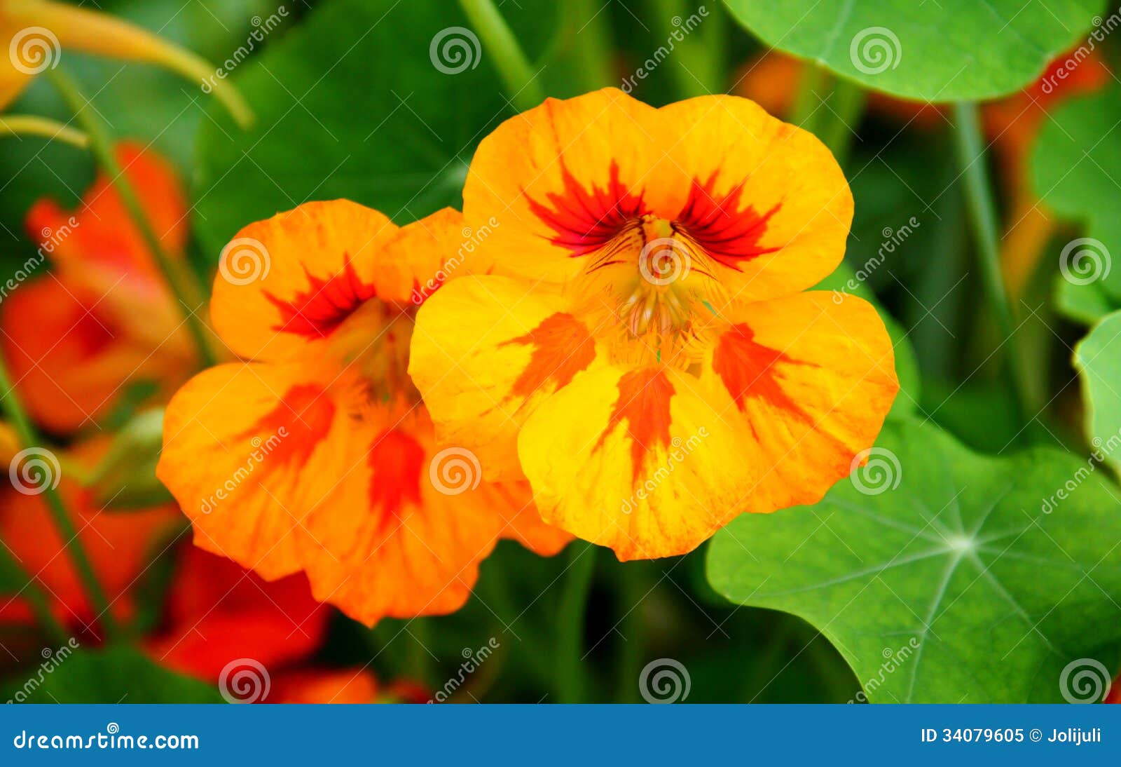 Nasturtium flowers stock image. Image of garden, flower - 34079605