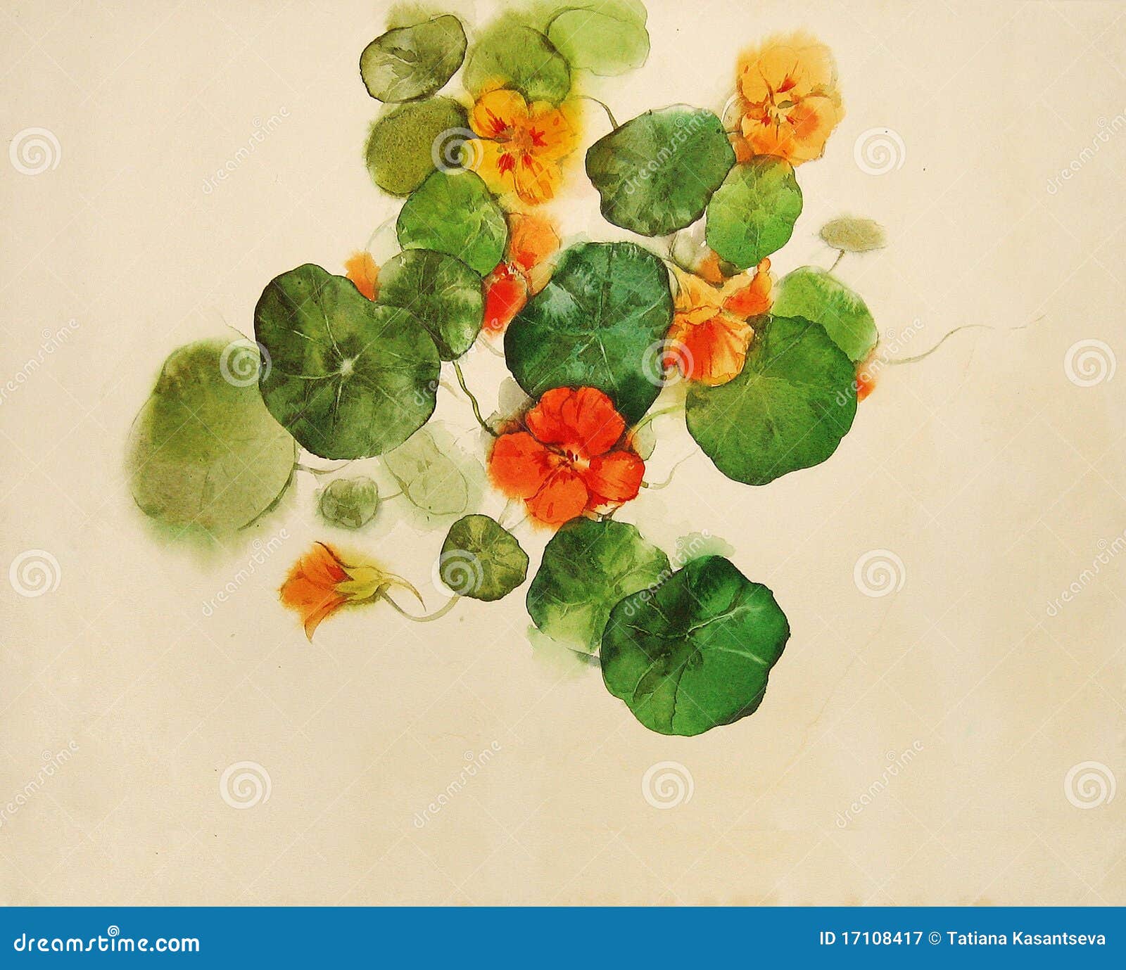 Nasturtium, Painted in Watercolor Stock Illustration - Illustration of ...
