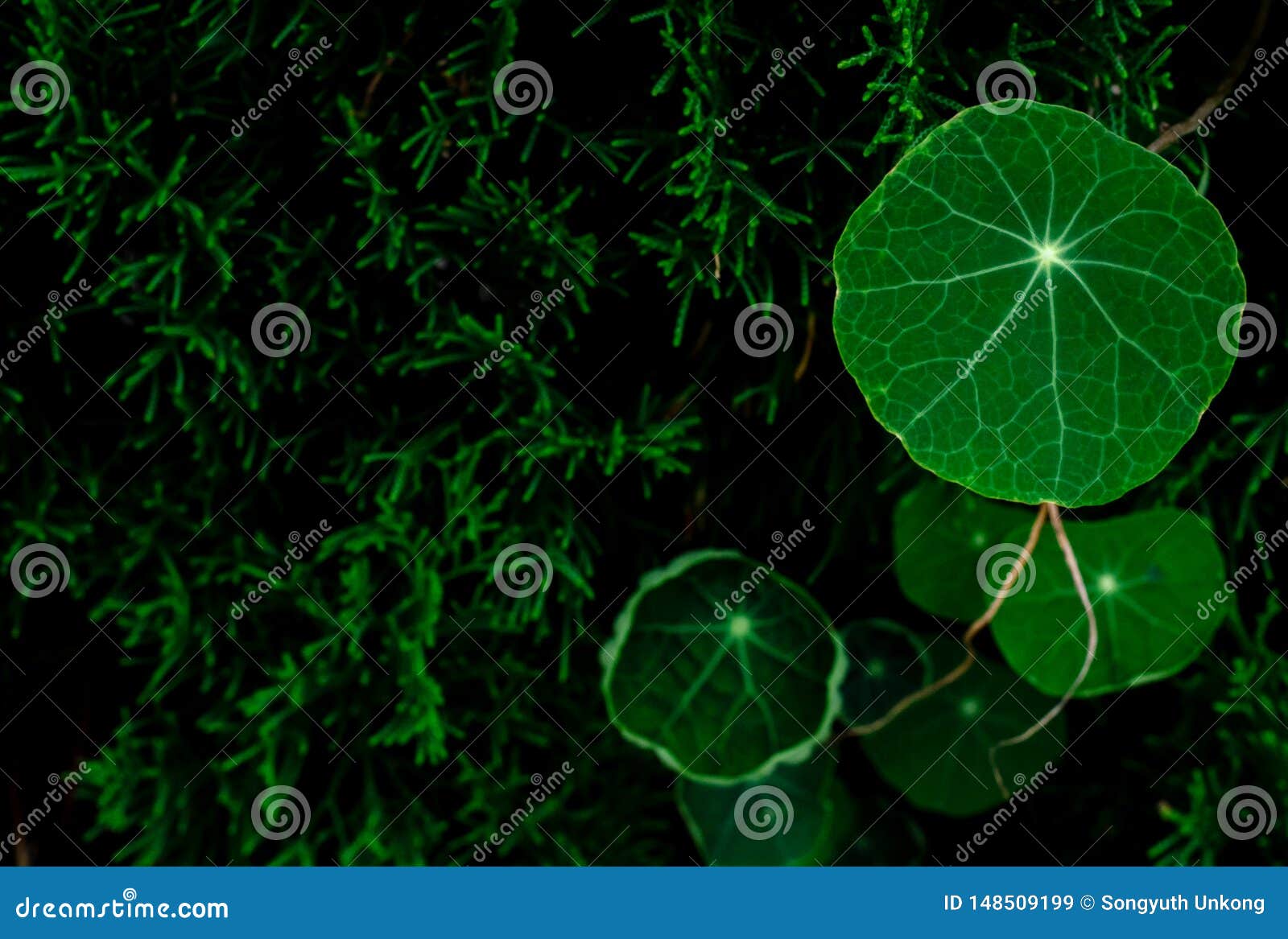Nasturtium Round Shape Leaves Growing on Pine Tree Stock Image - Image ...