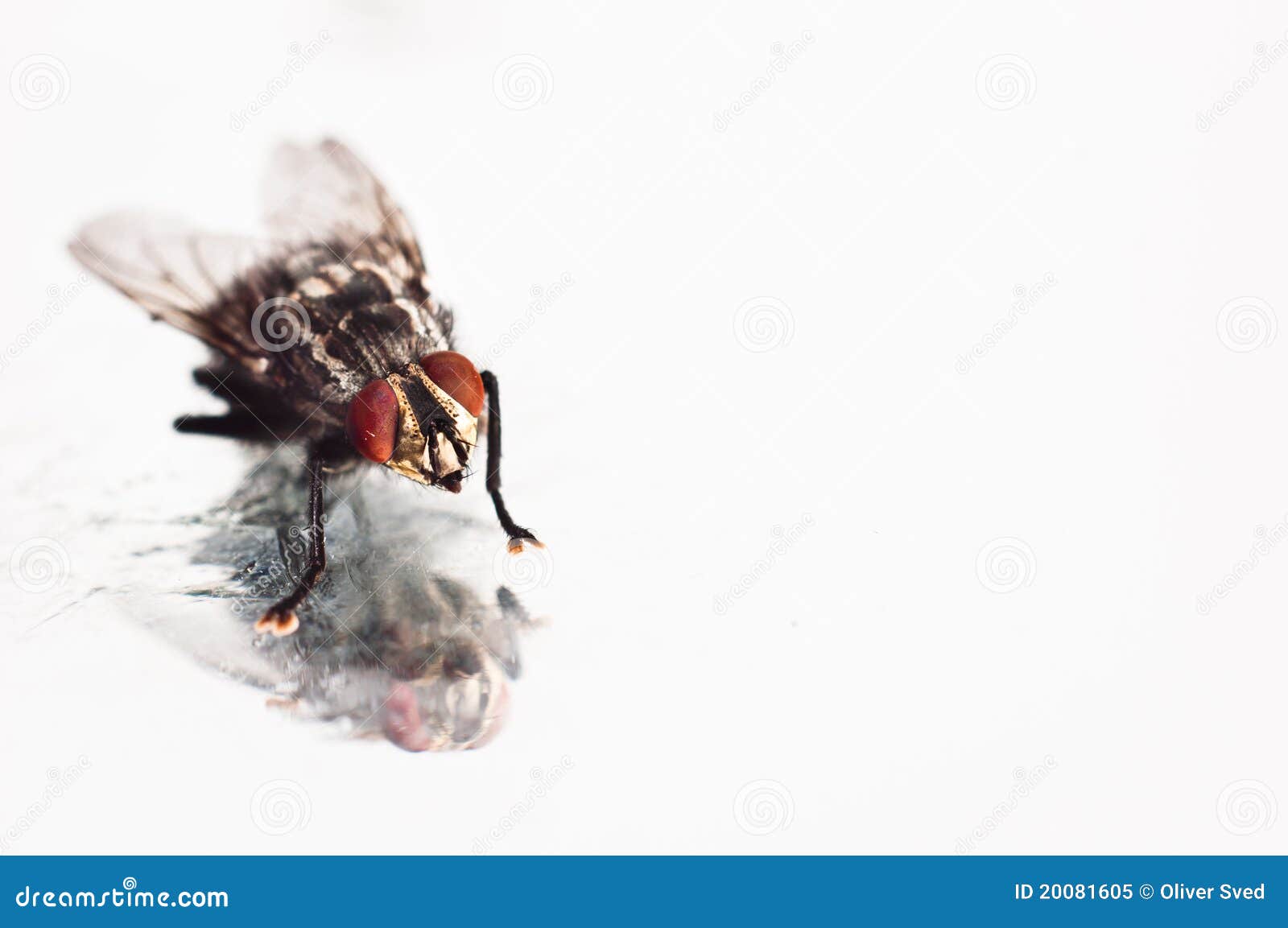 Nasty fly stock image. Image of isolated, sharp, annoyance - 20081605