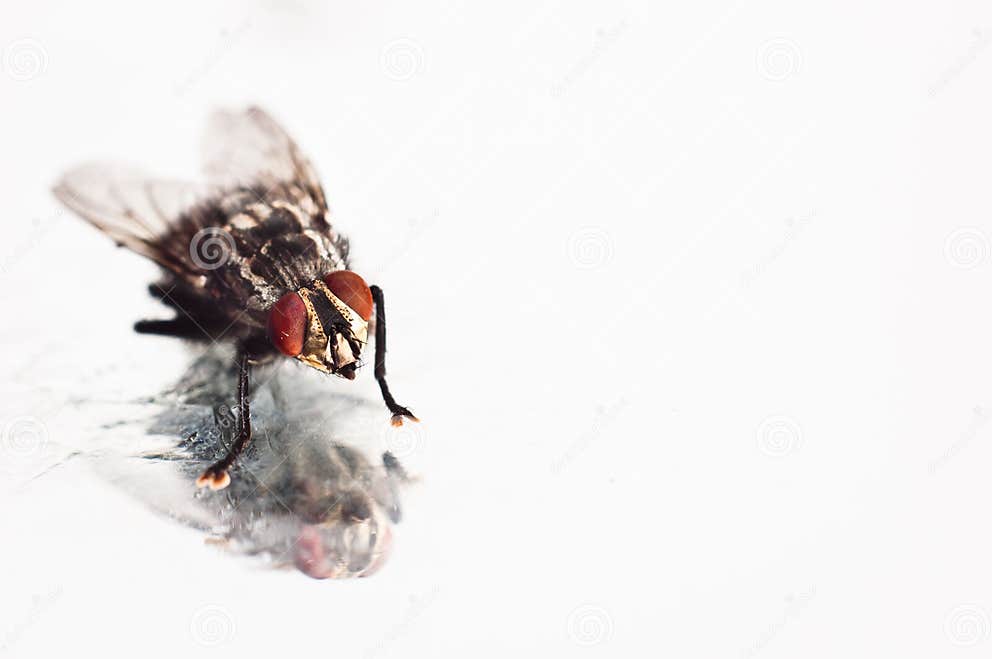 Nasty fly stock image. Image of isolated, sharp, annoyance - 20081605