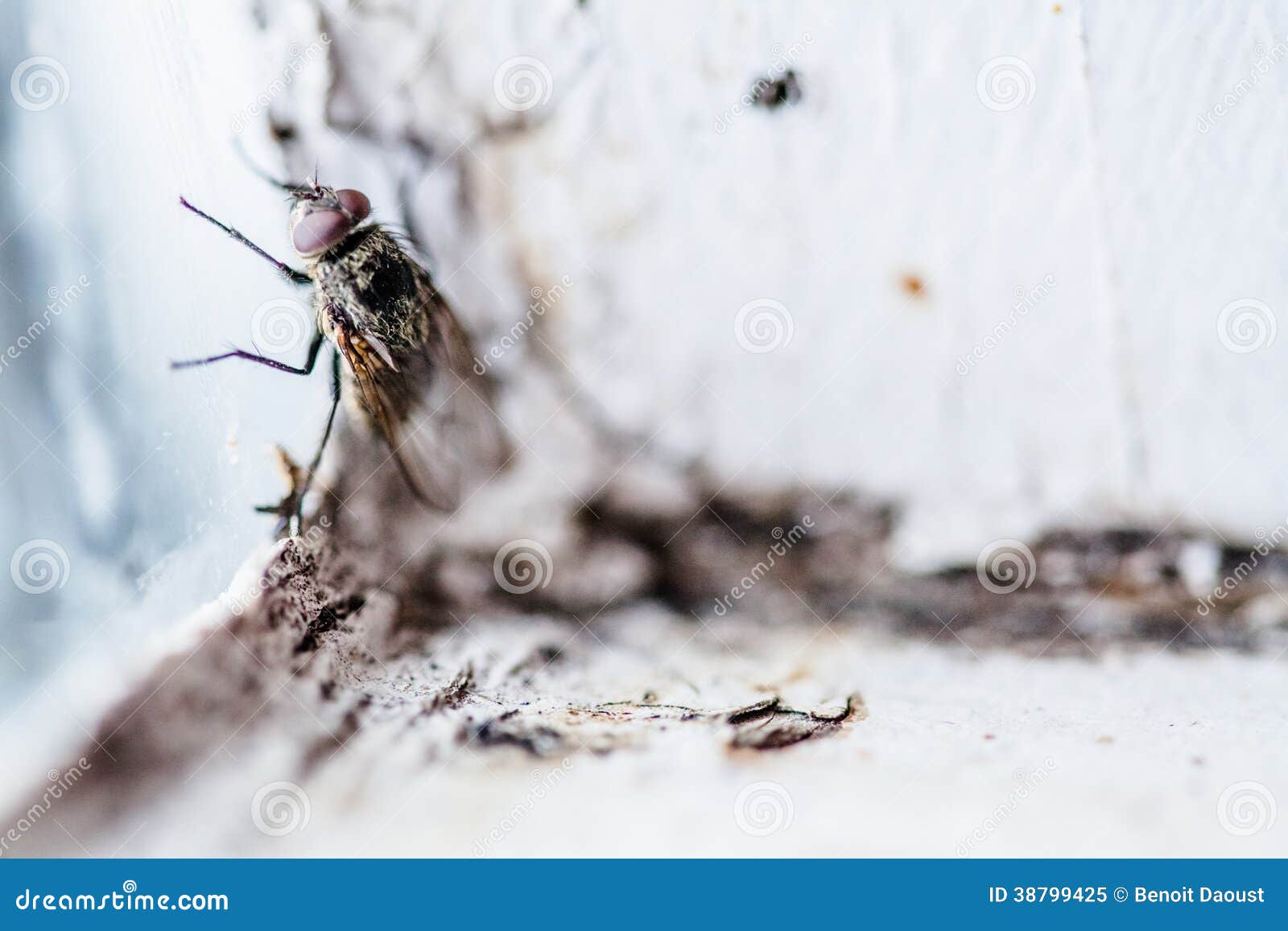 Nasty Housefly in a Window stock image. Image of shallow - 38799425