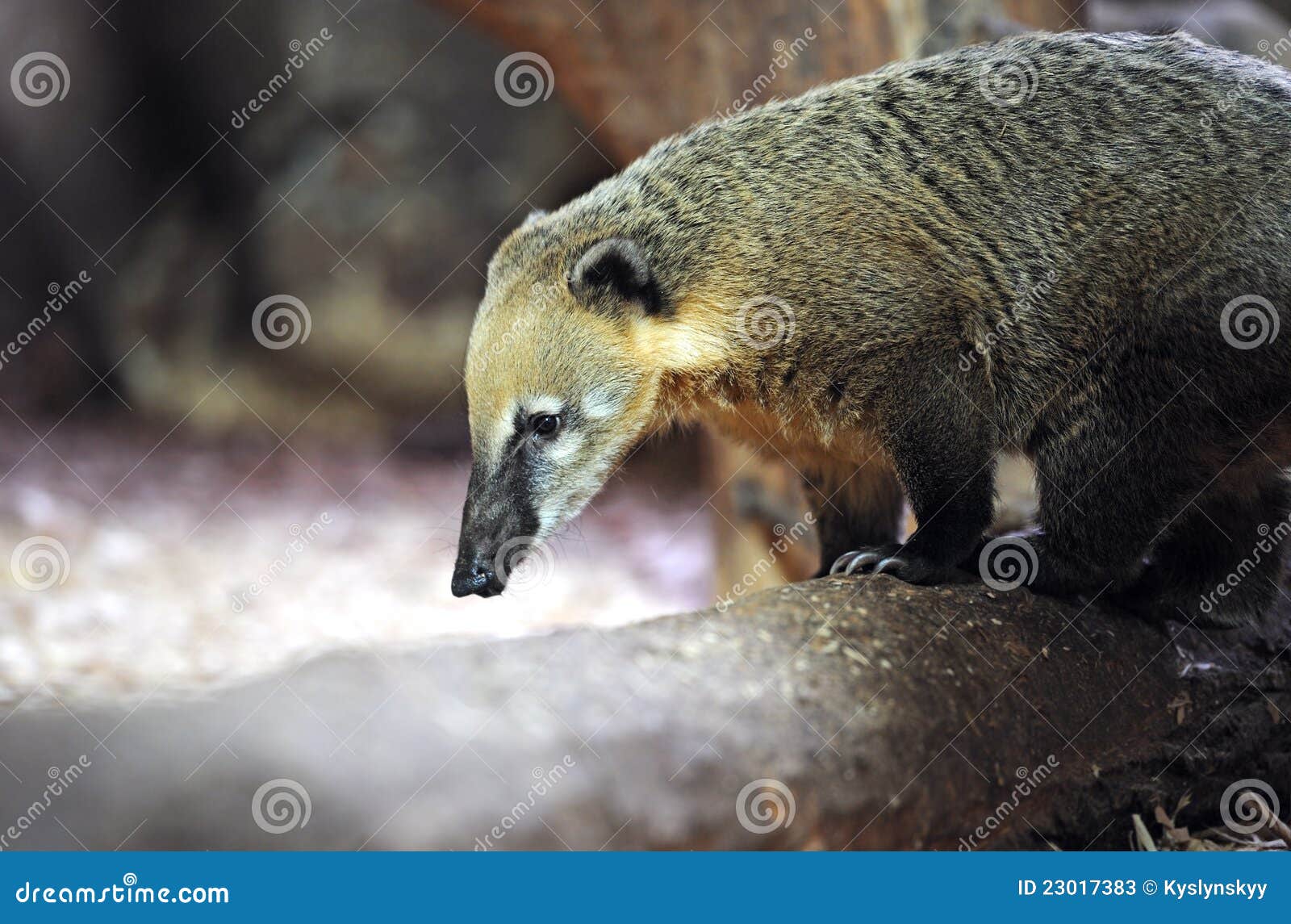 Nasua stock image. Image of raccoon, long, coatimundi - 23017383