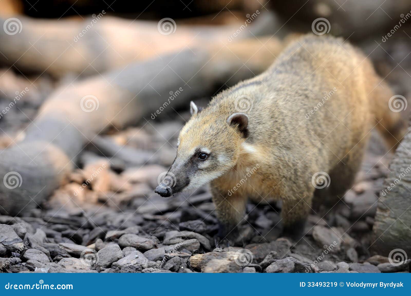 Nasua stock image. Image of nature, america, bear, diurnal - 33493219