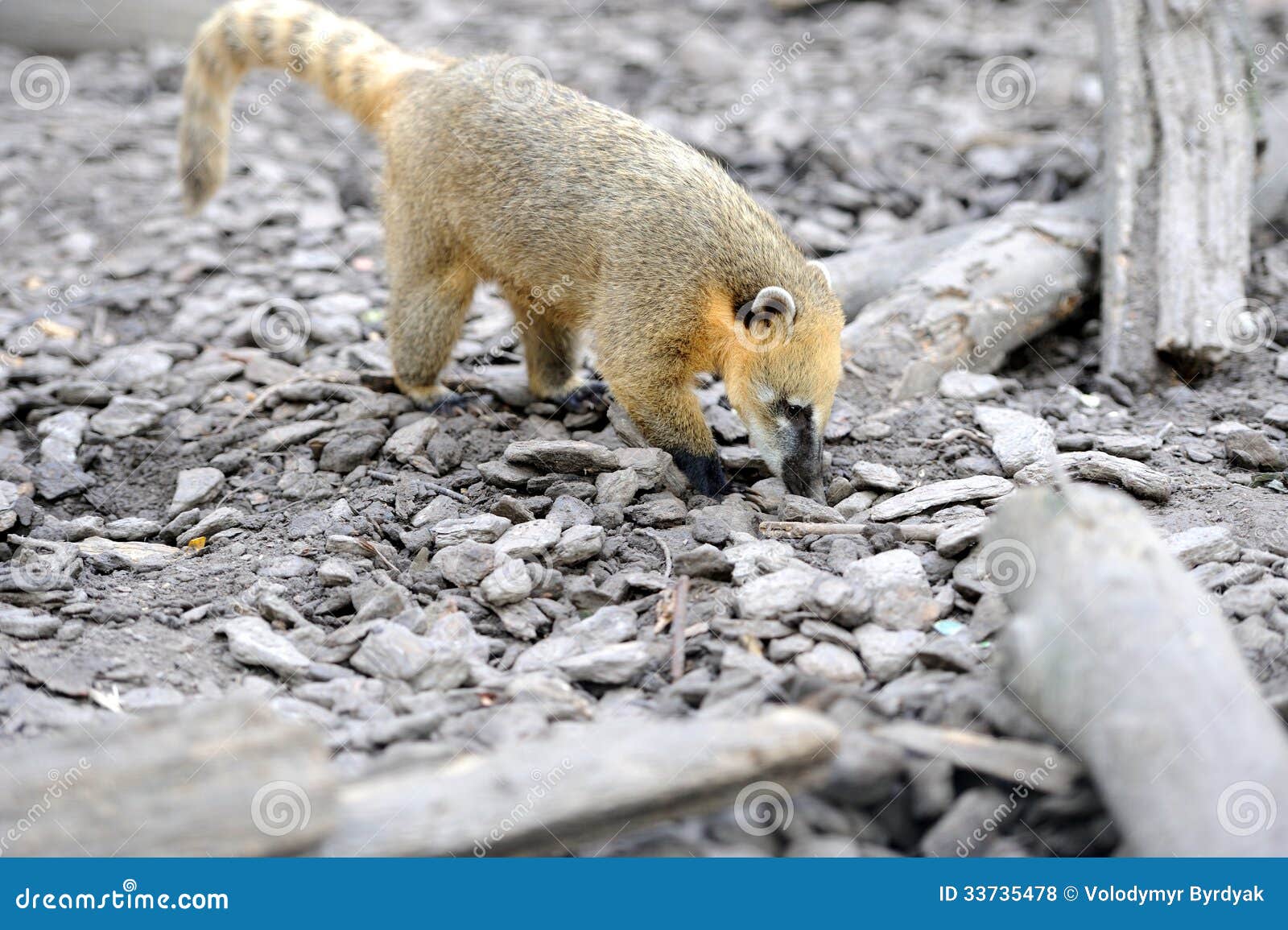 Nasua stock photo. Image of macro, mammal, coati, face - 33735478