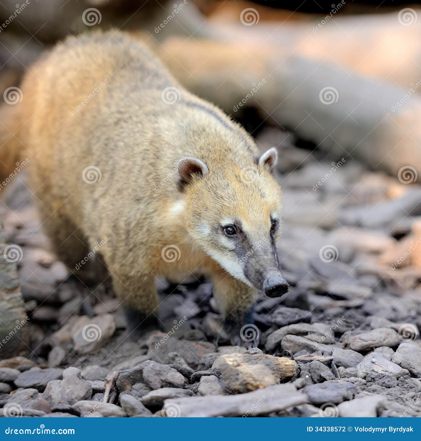 Nasua stock photo. Image of jungle, green, coatimundi - 34338572