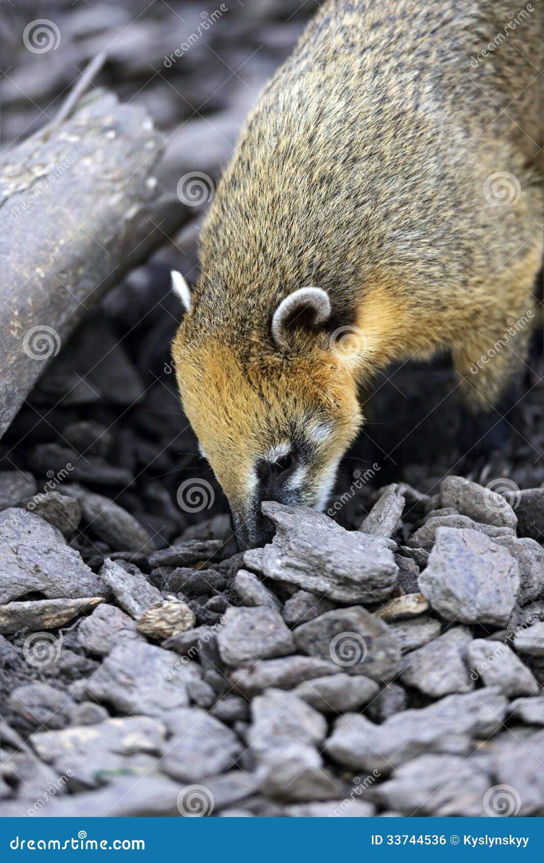 Nasua de Nasua photo stock. Image du durée, prudent, habitat - 33744536