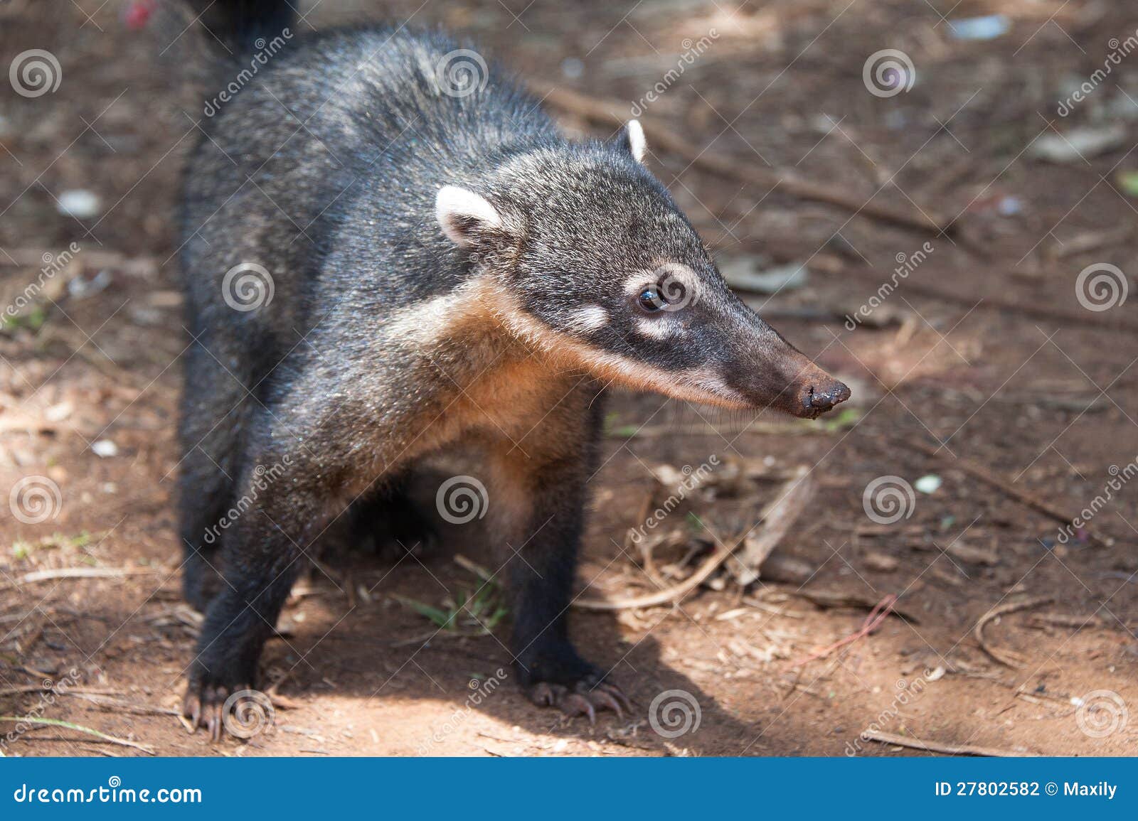 Nasua in Iguazu National Park Stock Photo - Image of long, coatimundi ...