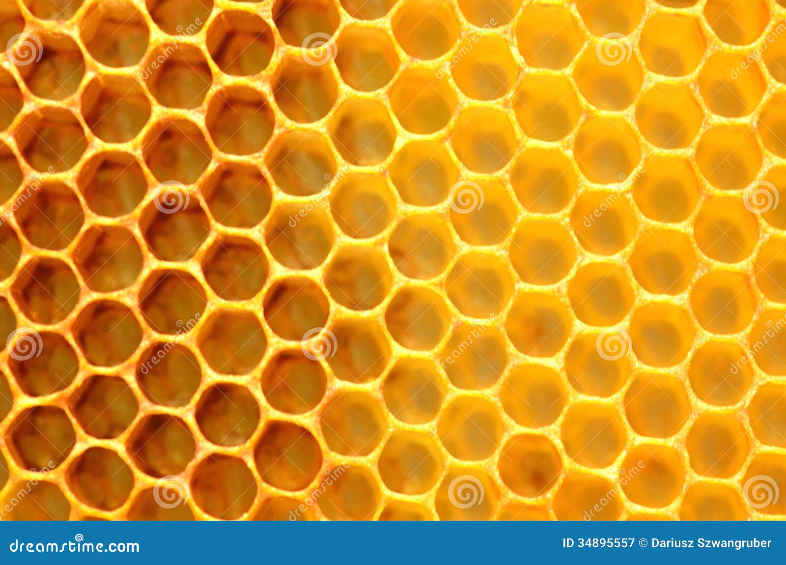 Natürliche Bienenwabe stockbild. Bild von biologie, bienenzucht - 34895557