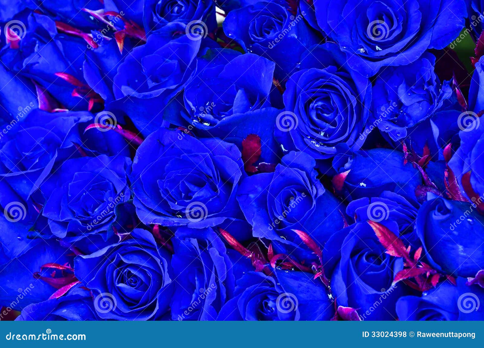 Natürliche blaue Rosen stockfoto. Bild von nahaufnahme - 33024398