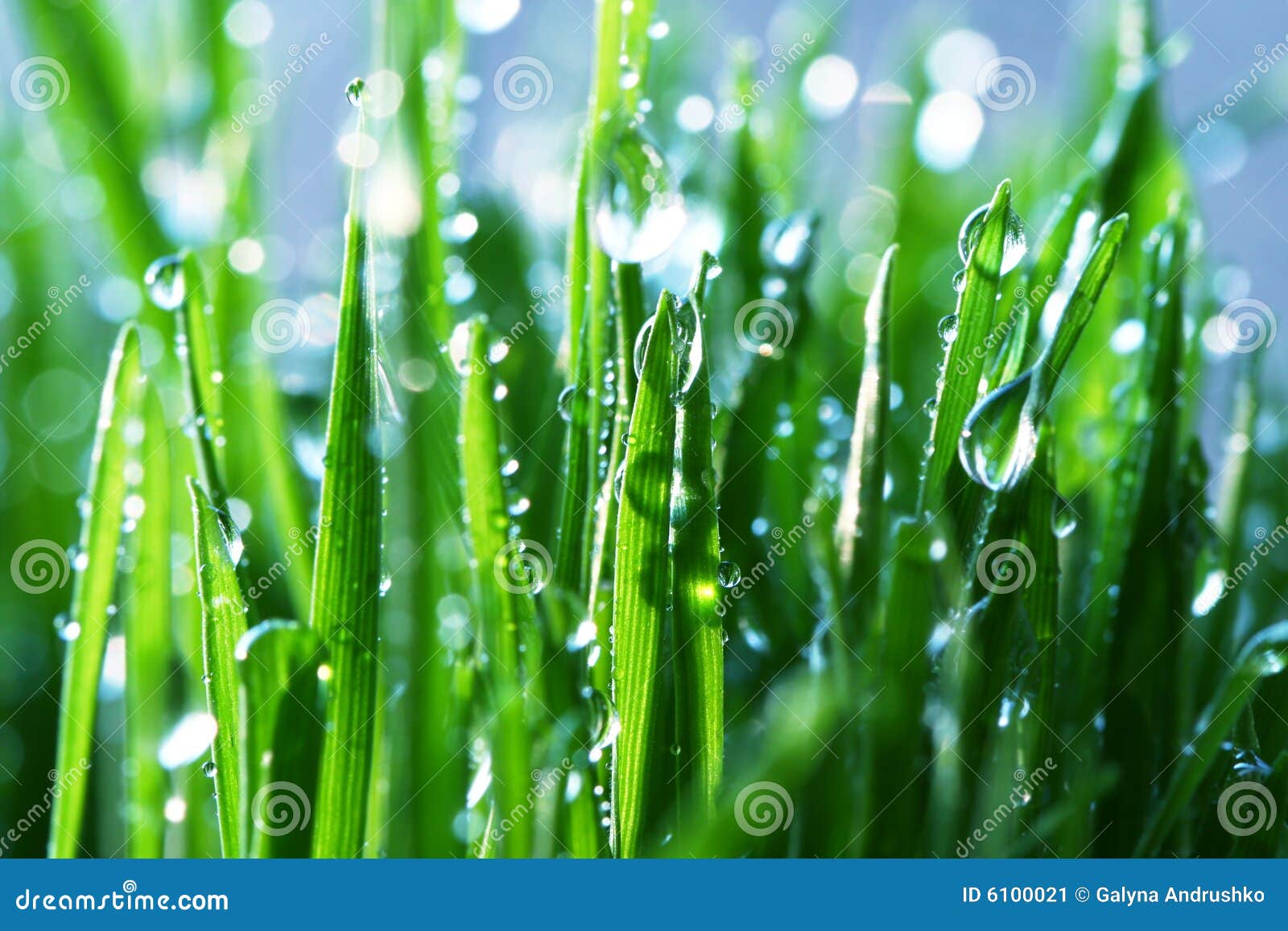 Nat gras stock afbeelding. Image of dauw, buiten, flora - 6100021