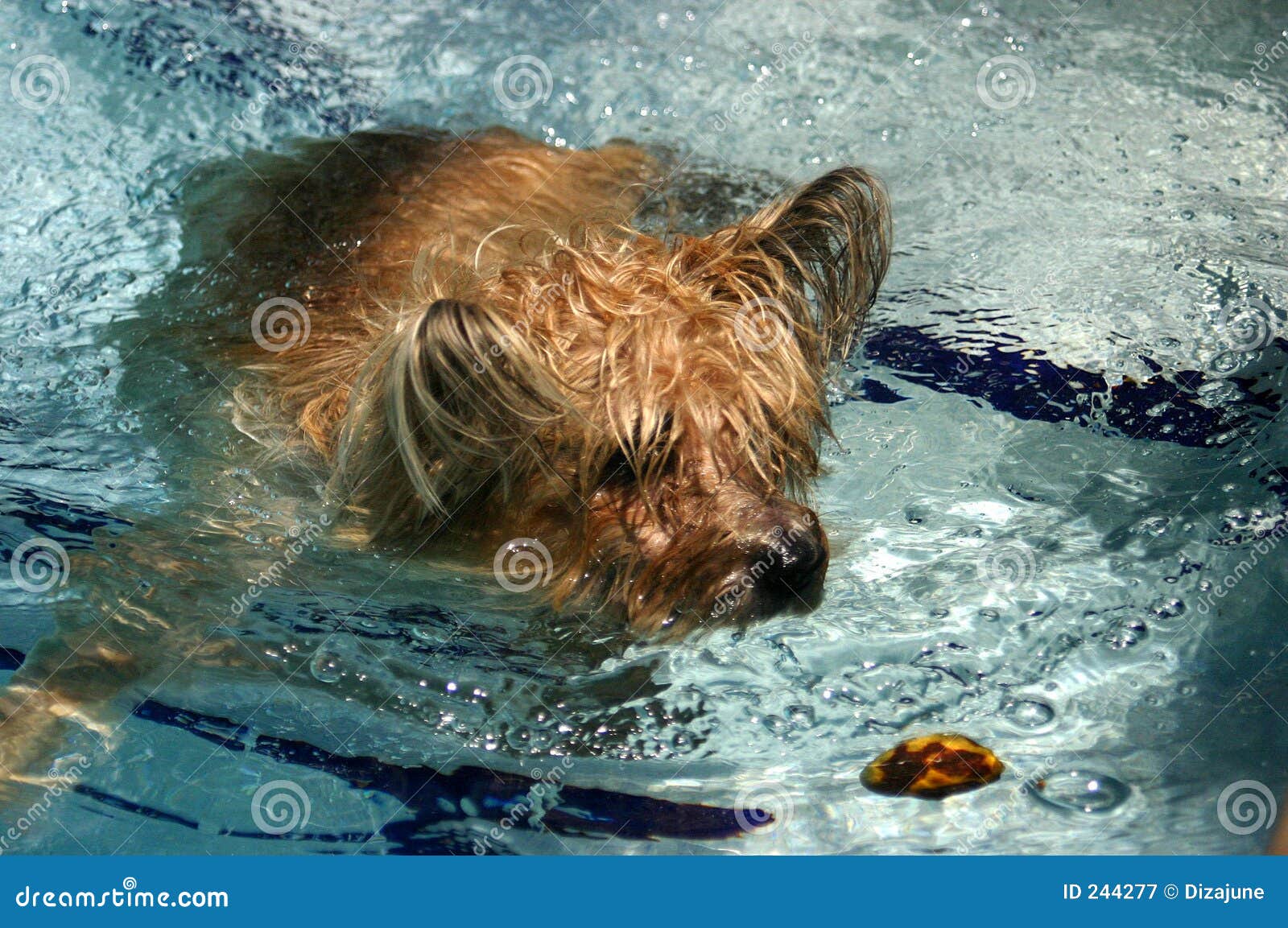 Natación Del Terrier De Mojón Imagen de archivo - Imagen de canino ...