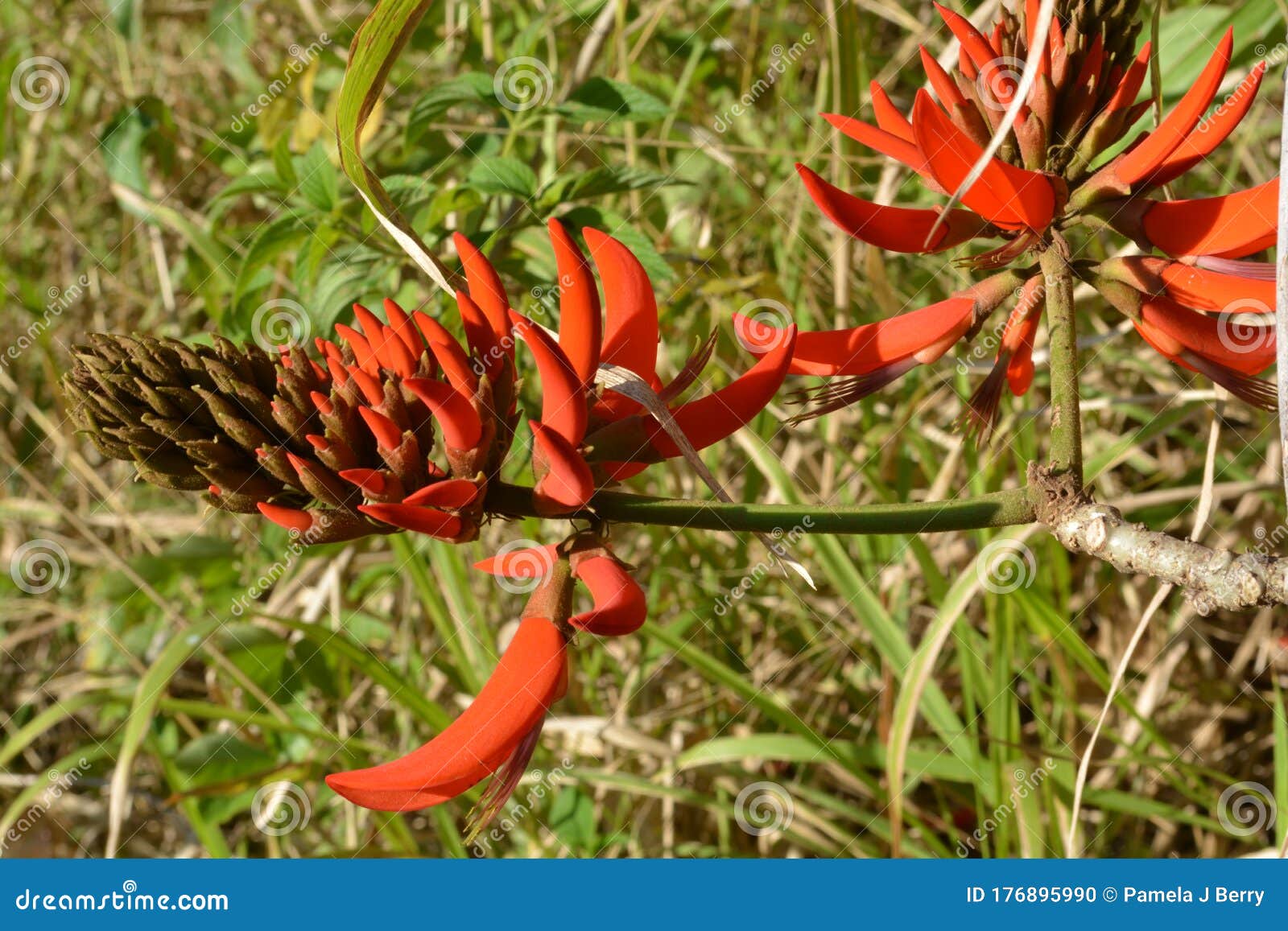 Natal Flame Tree Flower - Alberta Magna Stock Photo - Image of magna ...