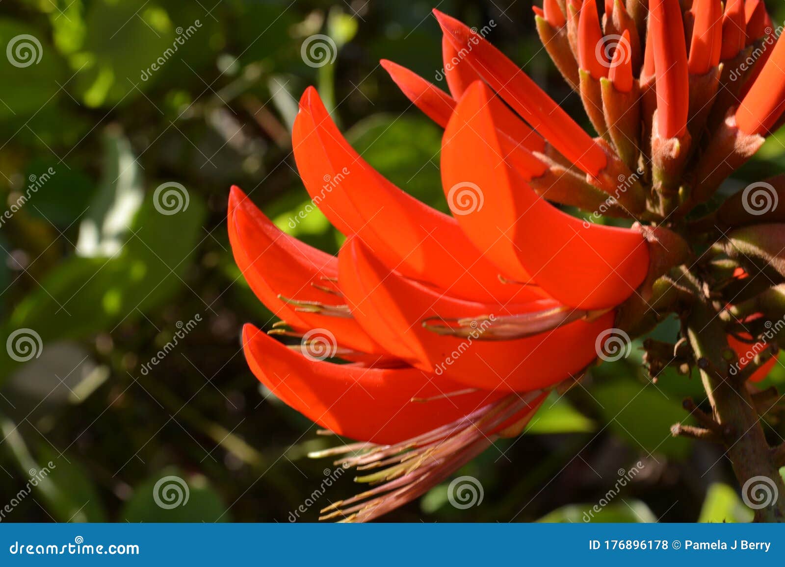 Natal Flame Tree Flower - Alberta Magna Stock Photo - Image of flower ...