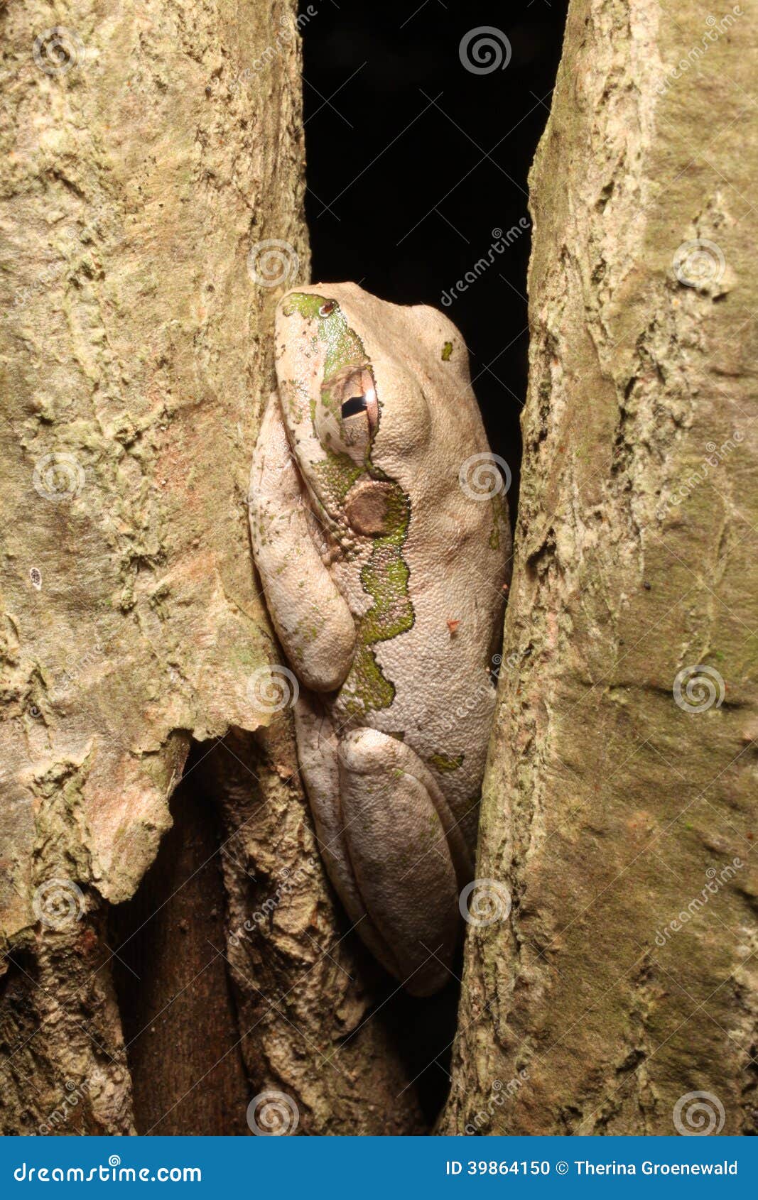 Natal forest tree frog. stock photo. Image of amphibian - 39864150