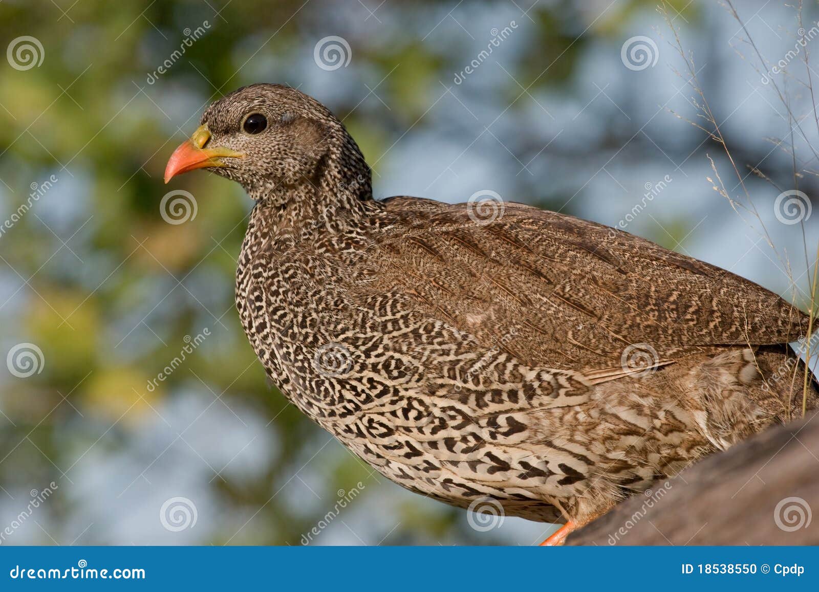 Natal Francolin stock photo. Image of feather, southern - 18538550