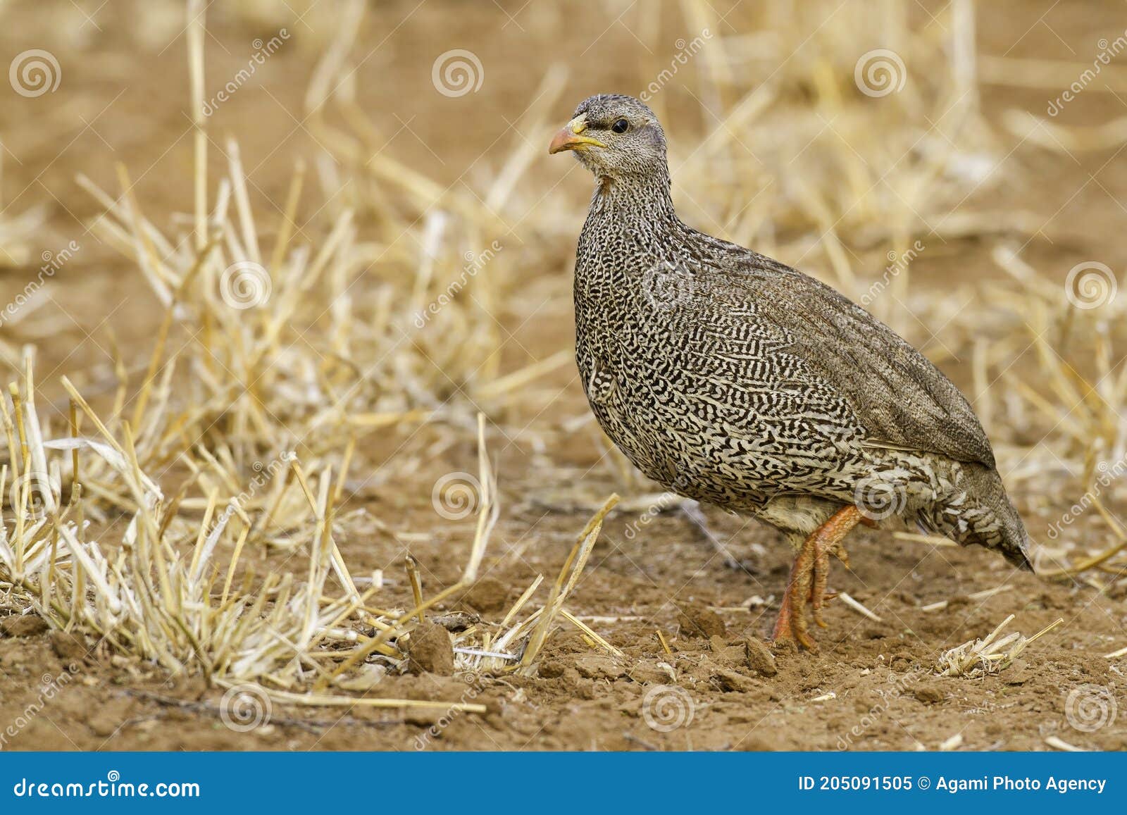 Pternistis Natalensis - Natal Francolin Or Natal Spurfowl Species Of ...