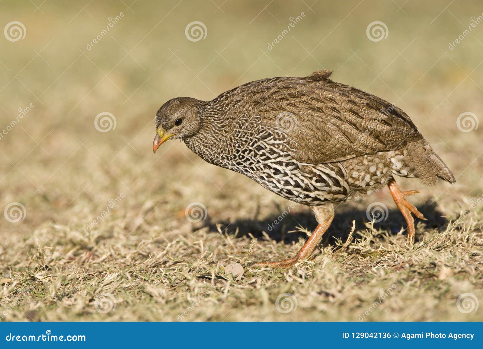 Natal-frankolijn, Natal Francolin, Francolinus Natalensis Stock Photo ...