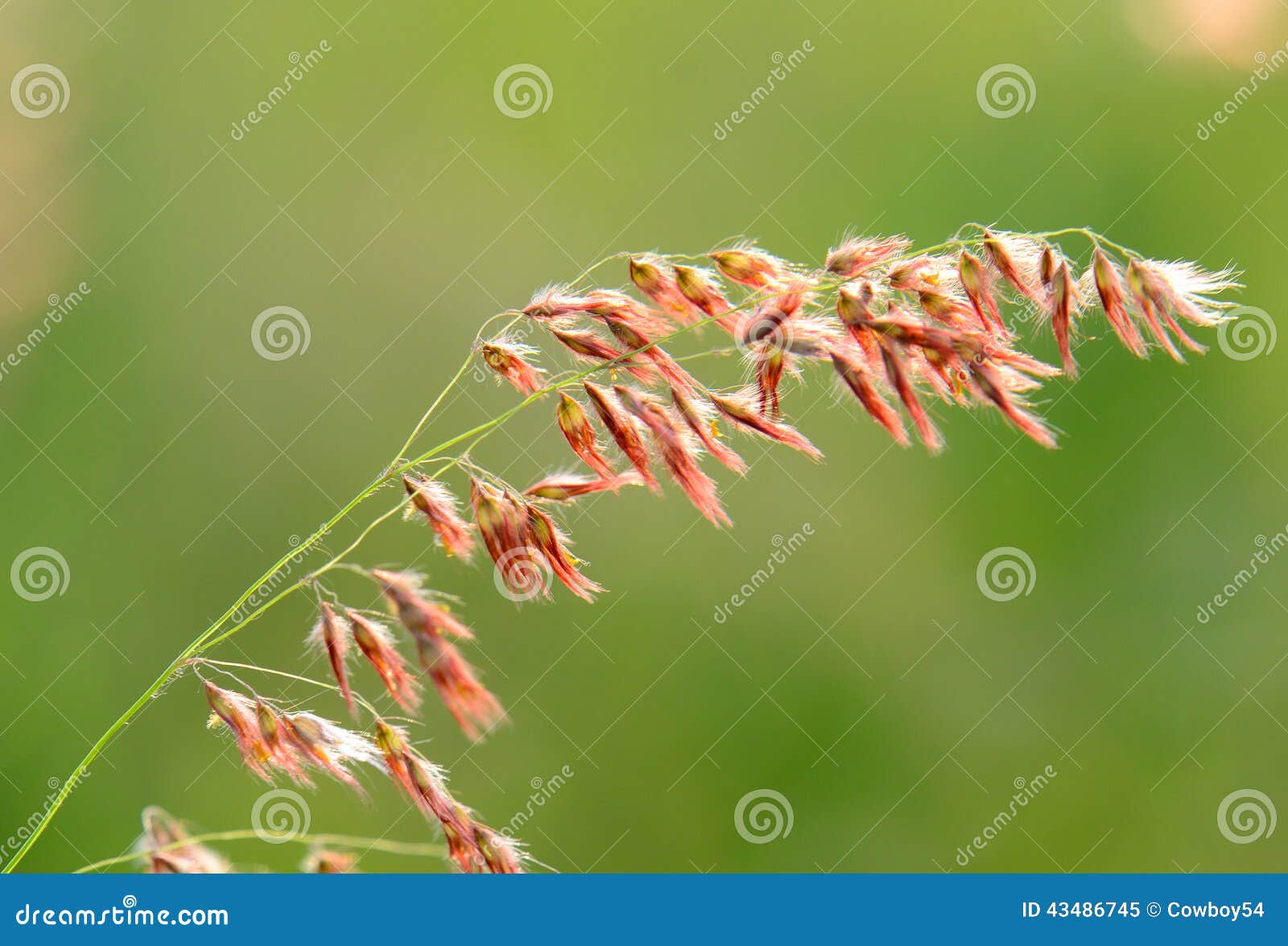 Melinis Repens Grass Stock Photography | CartoonDealer.com #234138260