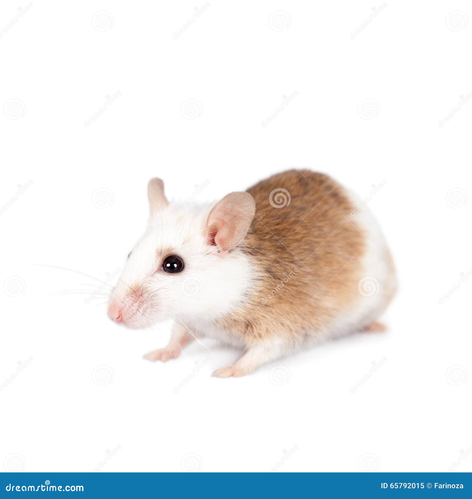 Multimammate Mouse Photos - Free & Royalty-Free Stock Photos from ...