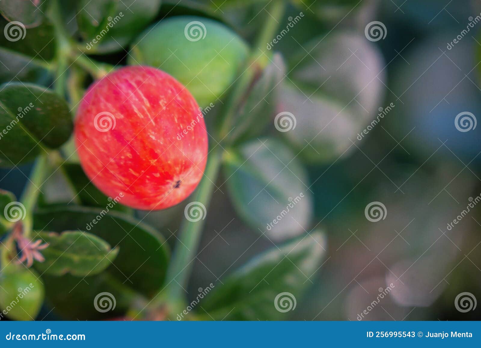 Natal Plum Carissa Macrocarpa Fruits Stock Image - Image of environment ...