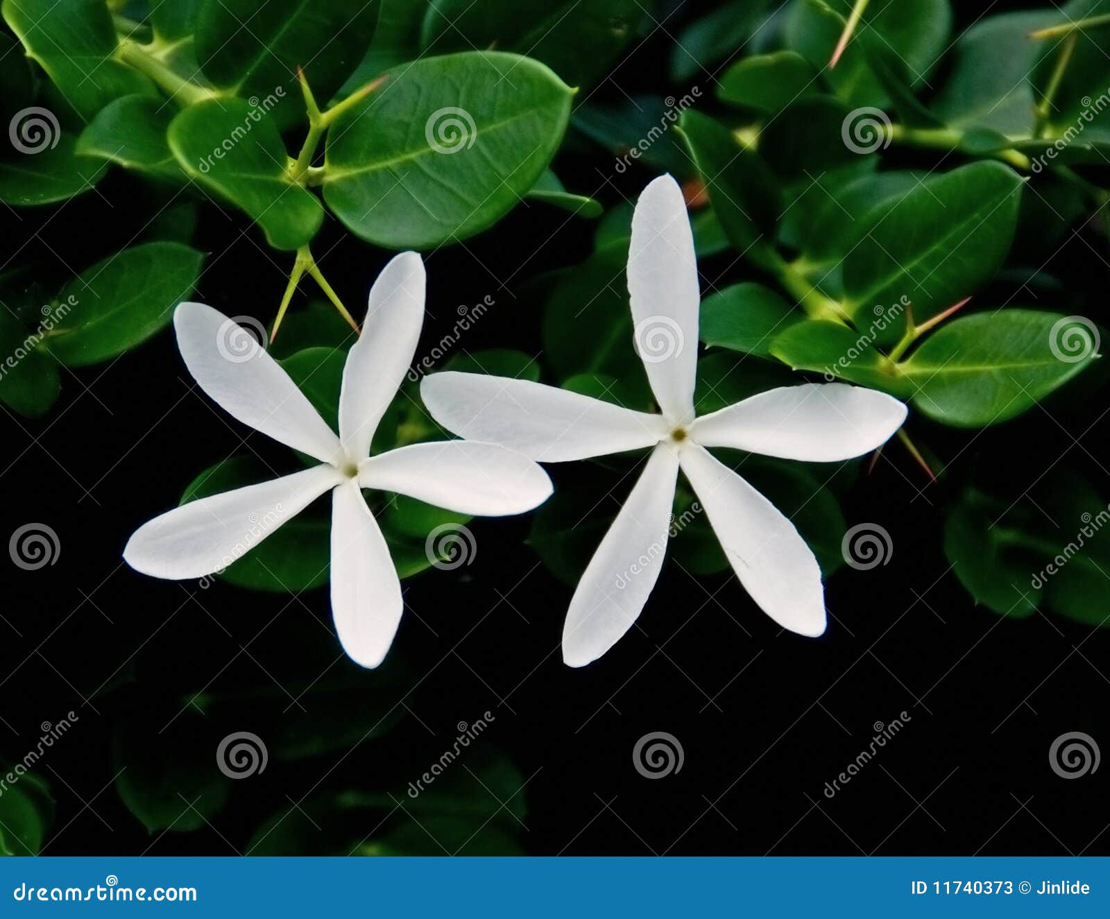 Natal Plum, Large Num Num, Carissa Macrocarpa Stock Photography ...