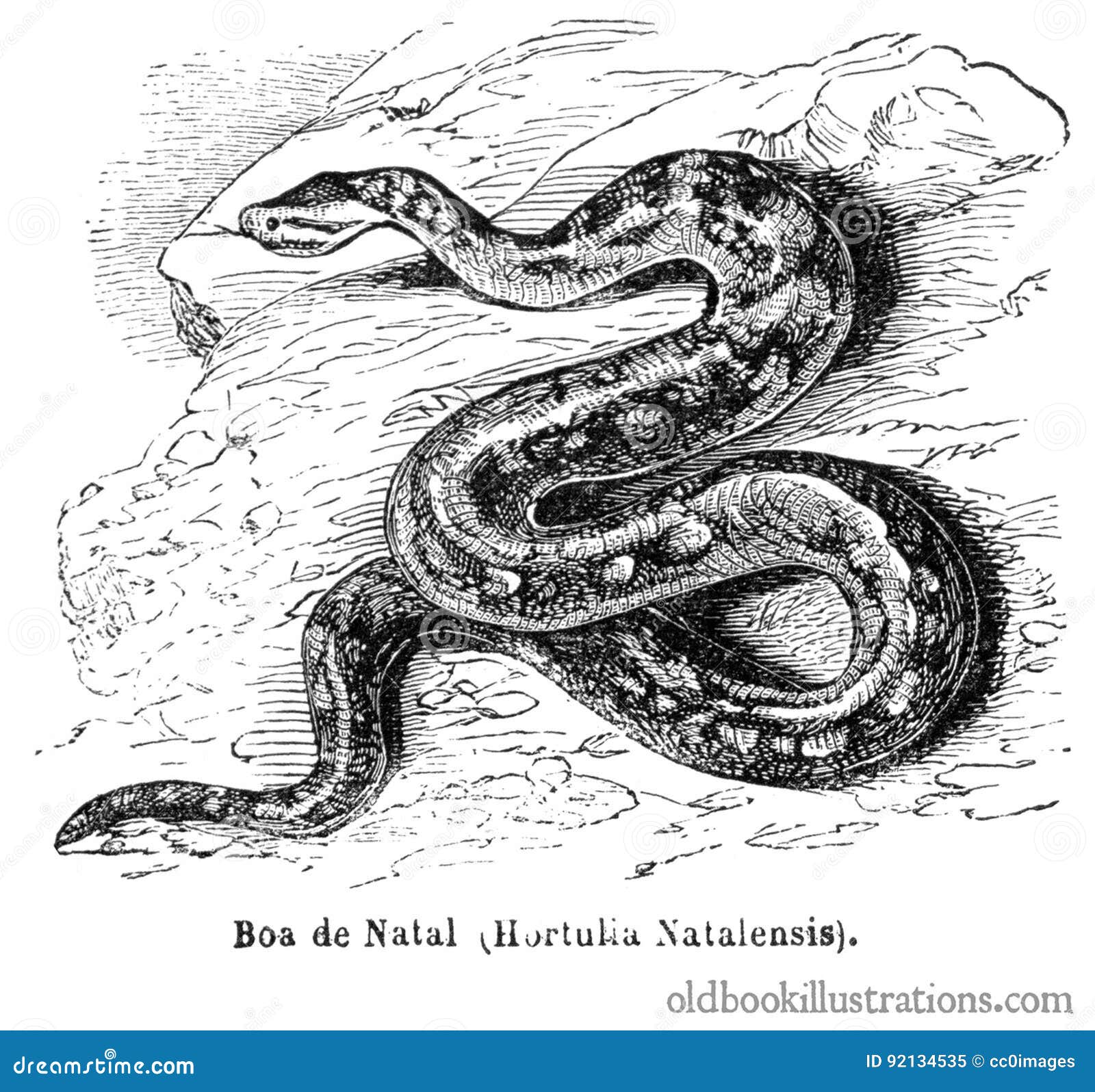 Natal Rock Python Picture. Image: 92134535