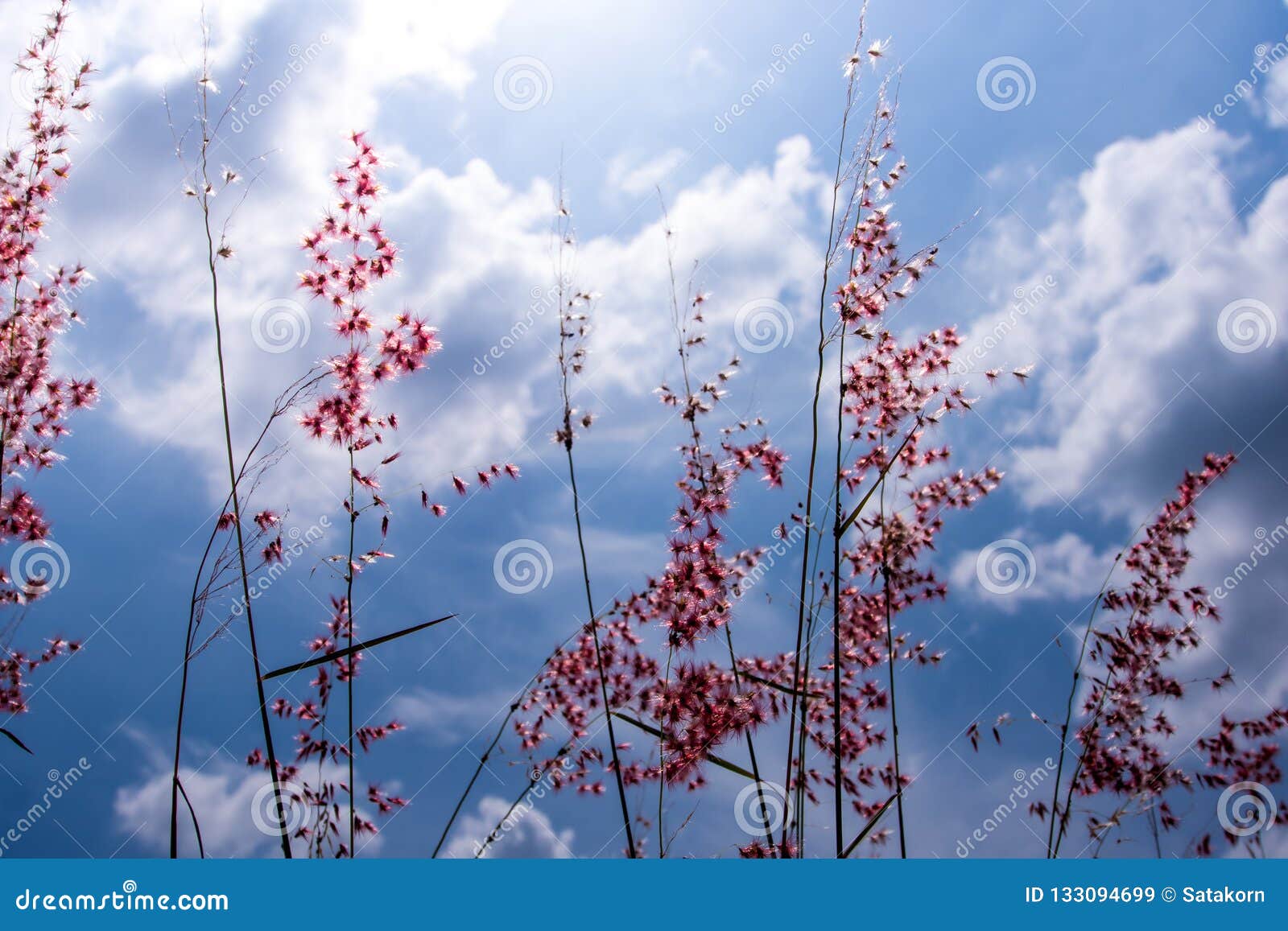 Natal Ruby Grass Flowers in the Bright Sunlight and Fluffy Cloud Stock ...