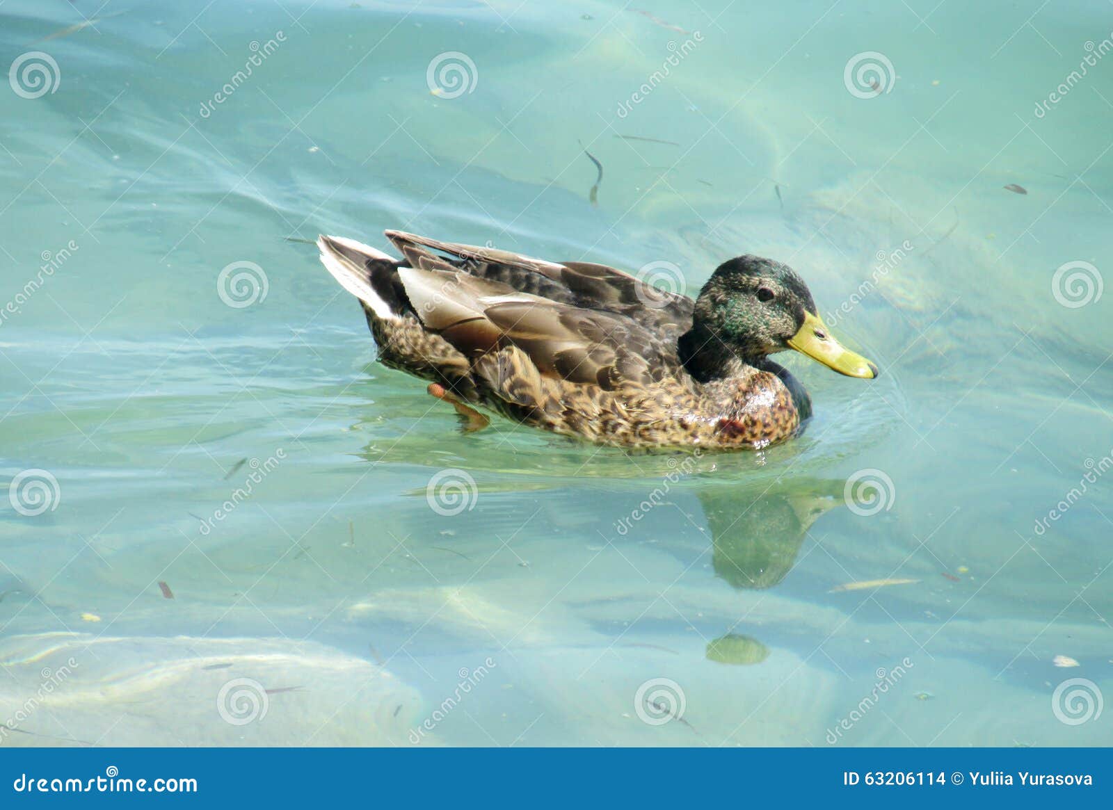 Natation D'oiseau De Canard Photo stock - Image du canard, orange: 63206114