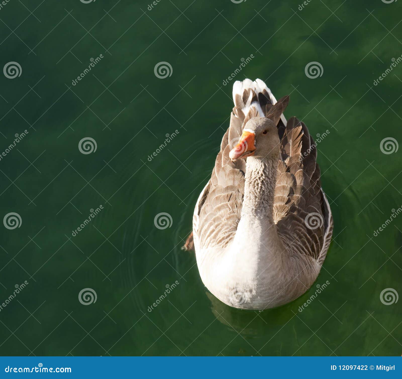 Natation De Canard Dans L'eau Photo stock - Image du environnement ...