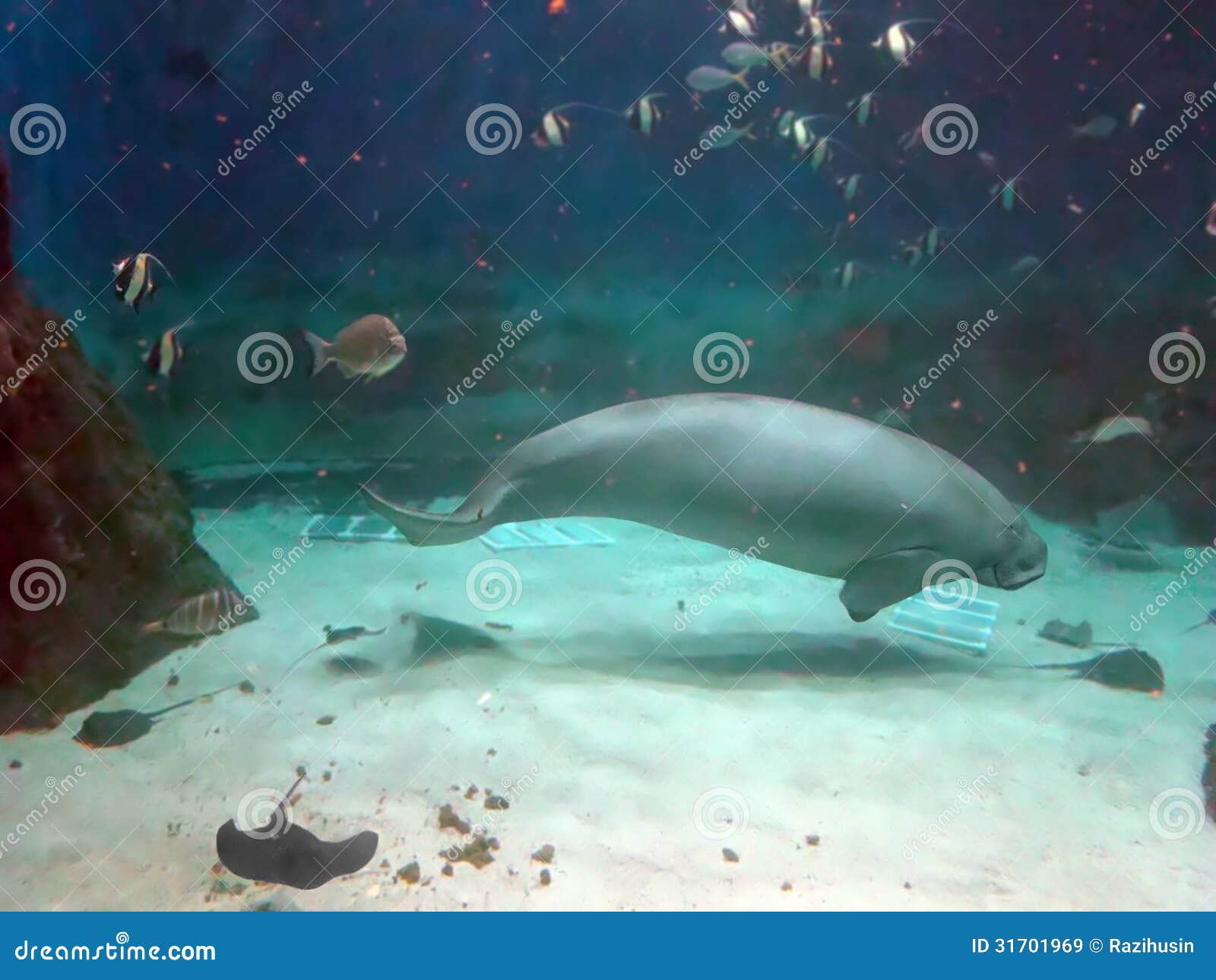 Natation De Lamantin Et De Poissons Image stock - Image du pègre ...
