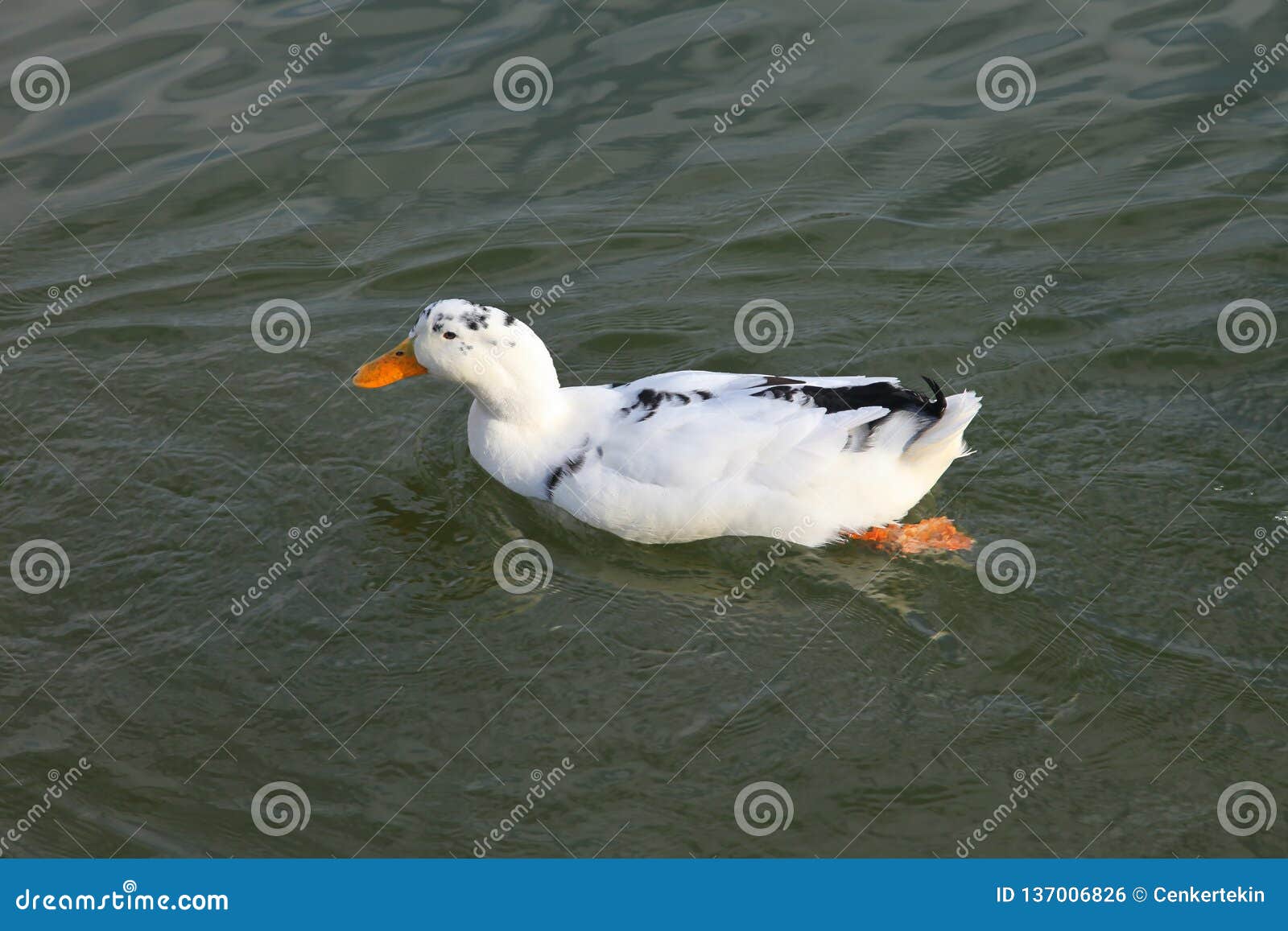 Natation Rouge De Canard De Nez Au Lac Photo stock - Image du sérénité ...