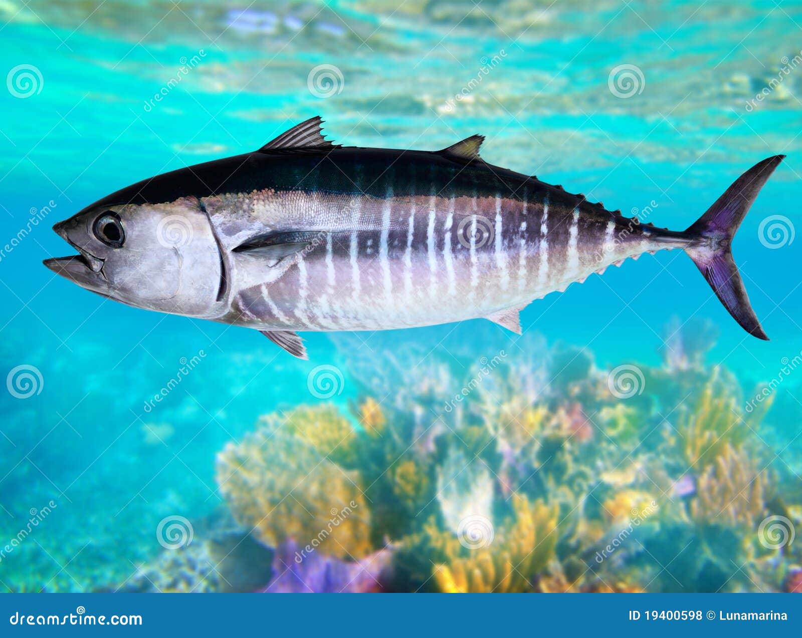 Natation Sous-marine De Thons De Thonine Photo stock - Image du ...