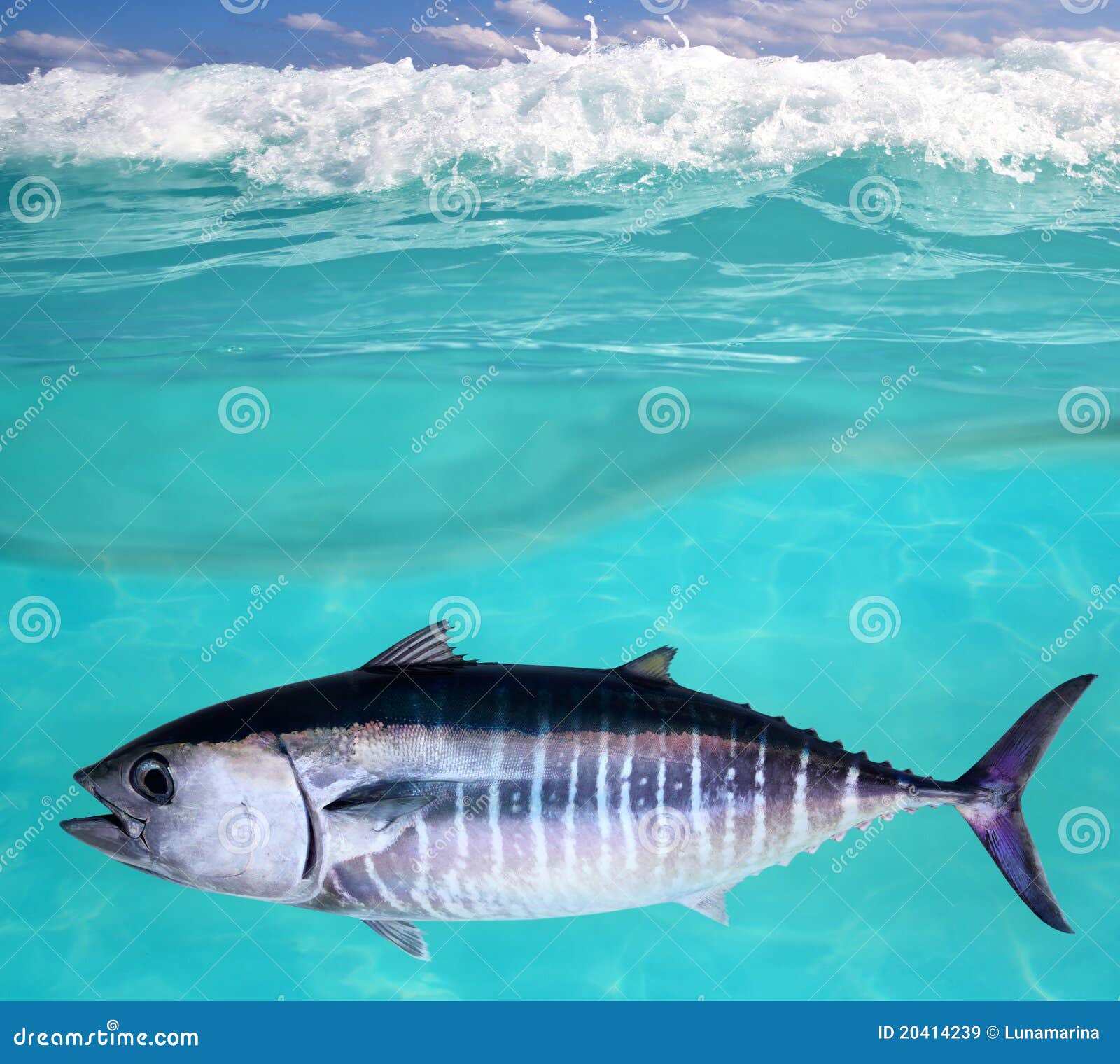 Natation Sous-marine De Thons De Thonine Image stock - Image du ...