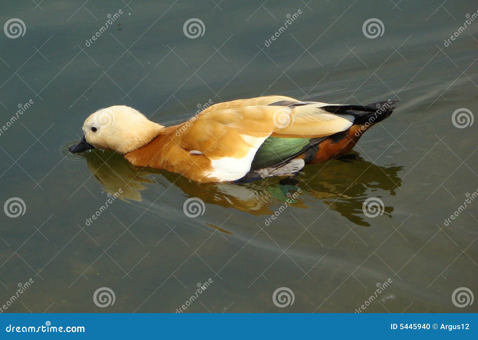 Natatorial Bird Ogar Tadorna Ferruginea Stock Photo - Image of pond ...