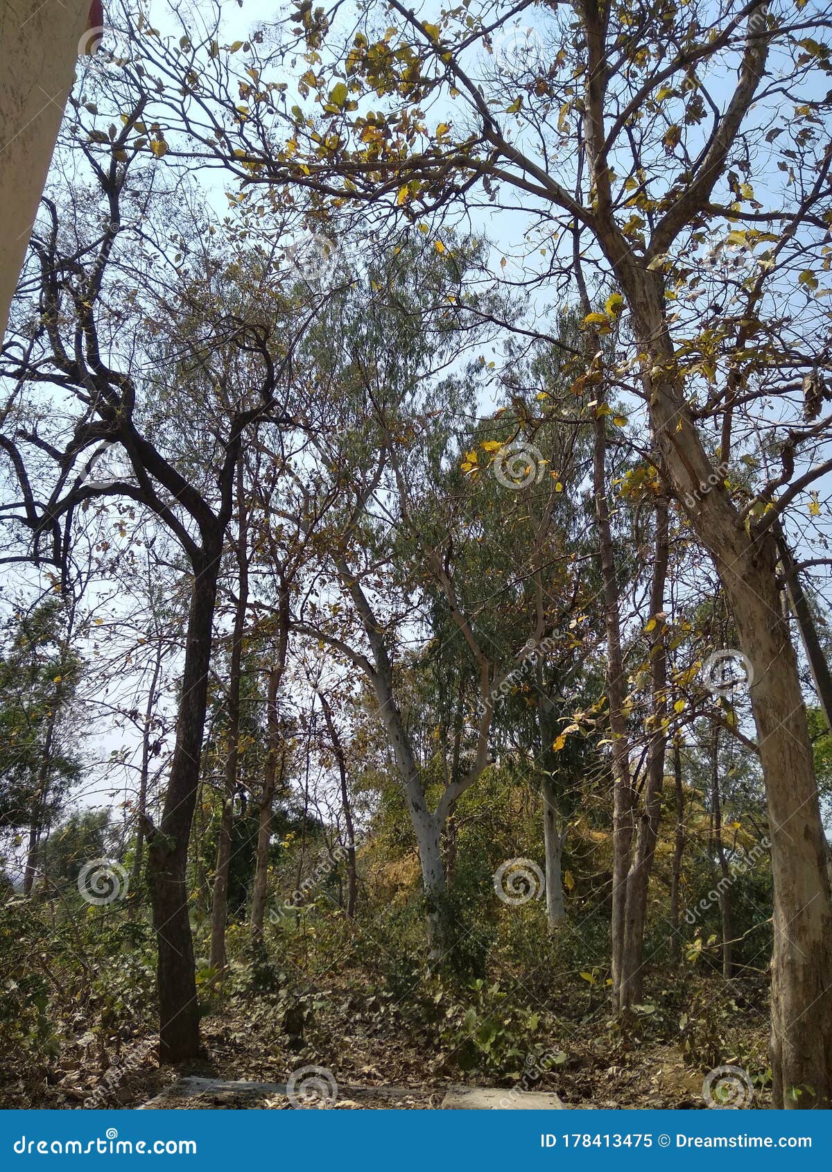 Natchar Out Door Sanny Time Stock Image - Image of door, sanny: 178413475