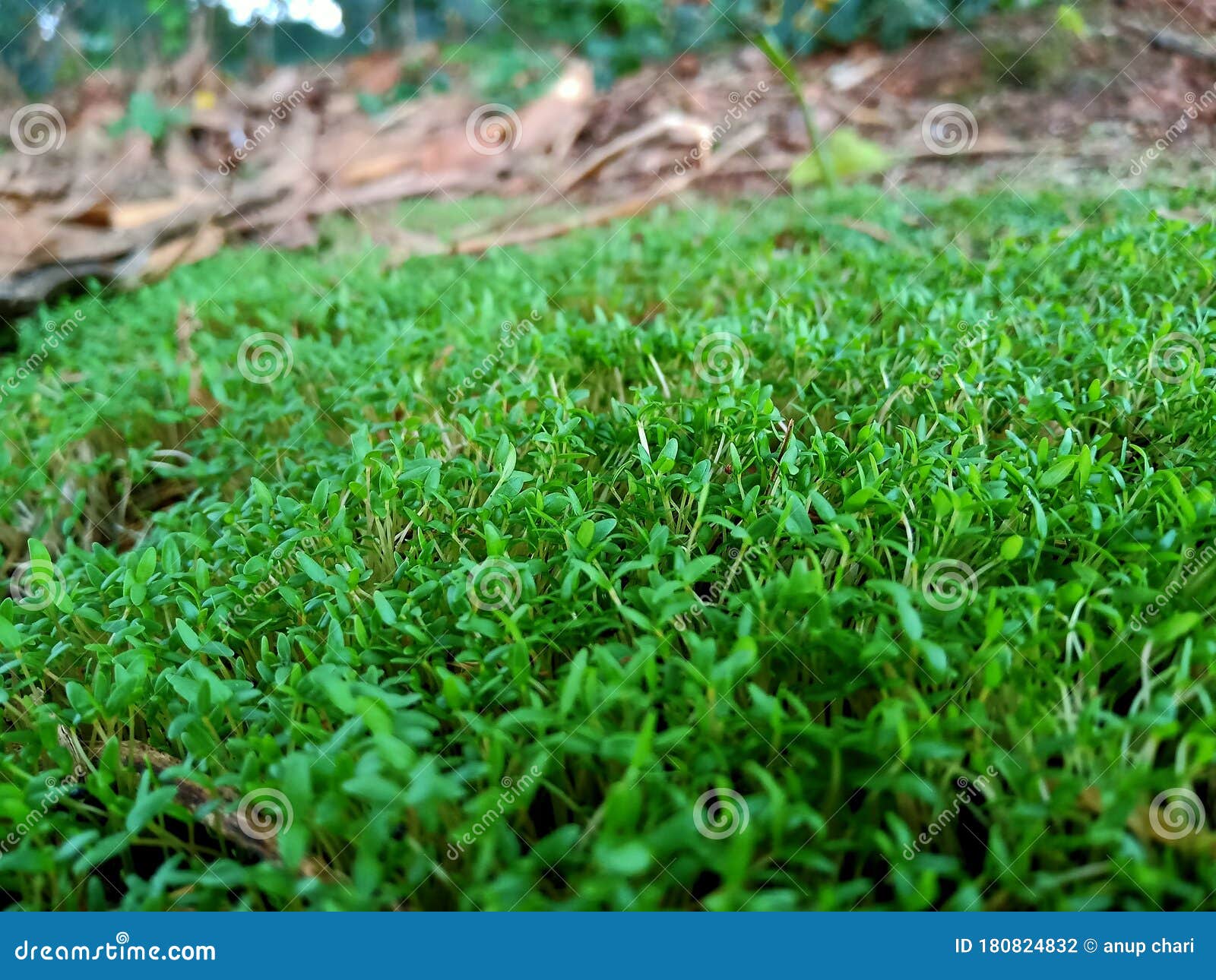Natcher Grass Stock Photos - Free & Royalty-Free Stock Photos from ...