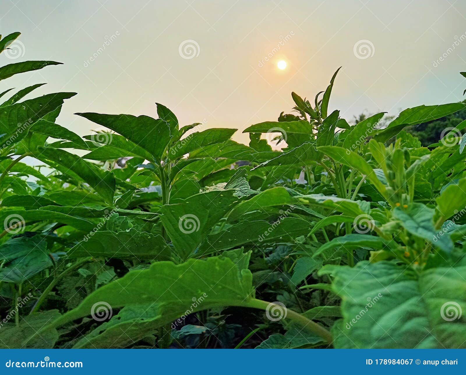 A ground natcher stock image. Image of tree, green, natcher - 178984067